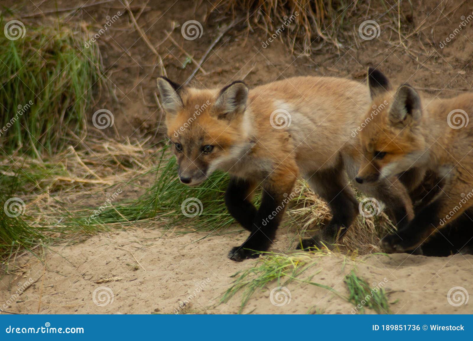 Cute and Fluffy Baby Foxes Walking on the Ground Stock Photo - Image of ...