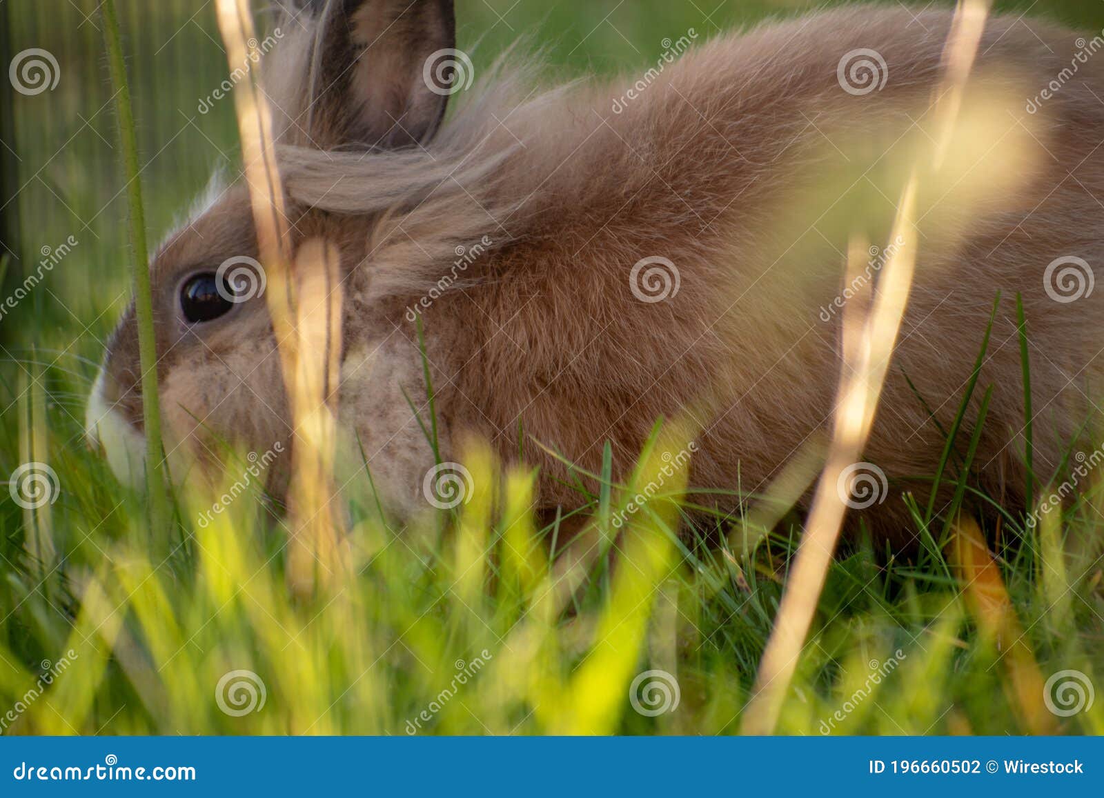 Cute Fluffy Brown Bunny Sitting on Grass Stock Photo - Image of farm ...