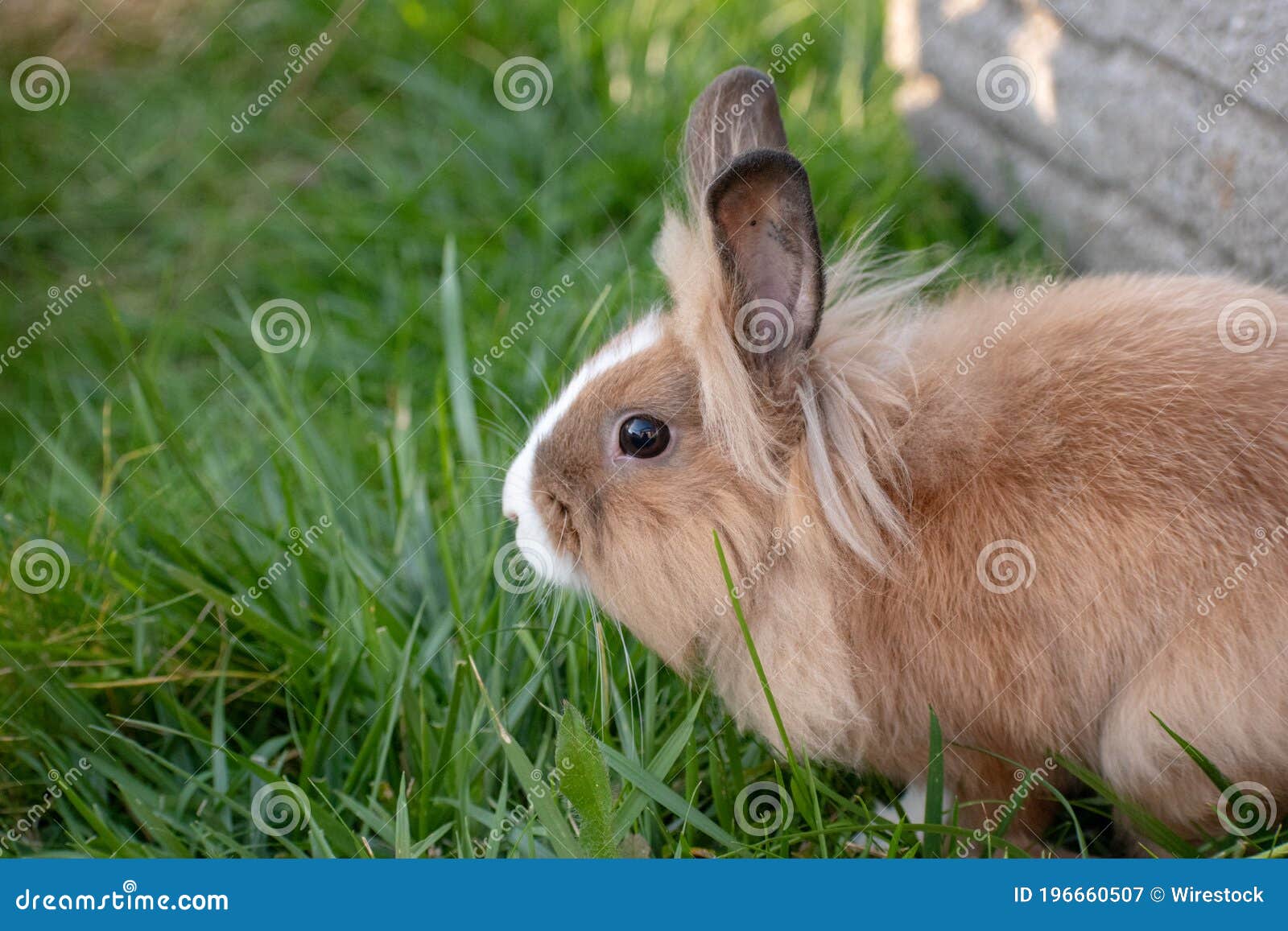 Cute Fluffy Brown Bunny Sitting on Grass Stock Image - Image of hair ...