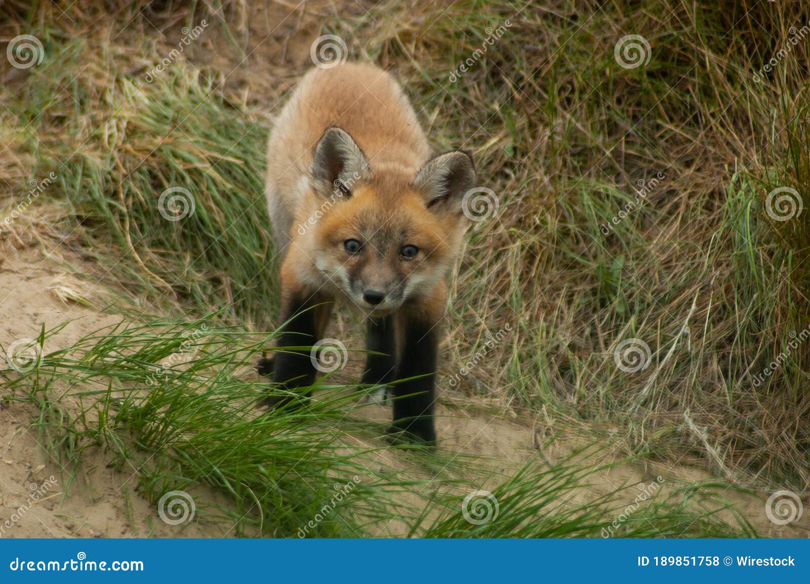 Cute and Fluffy Brown Fox Standing on the Ground Stock Photo - Image of ...
