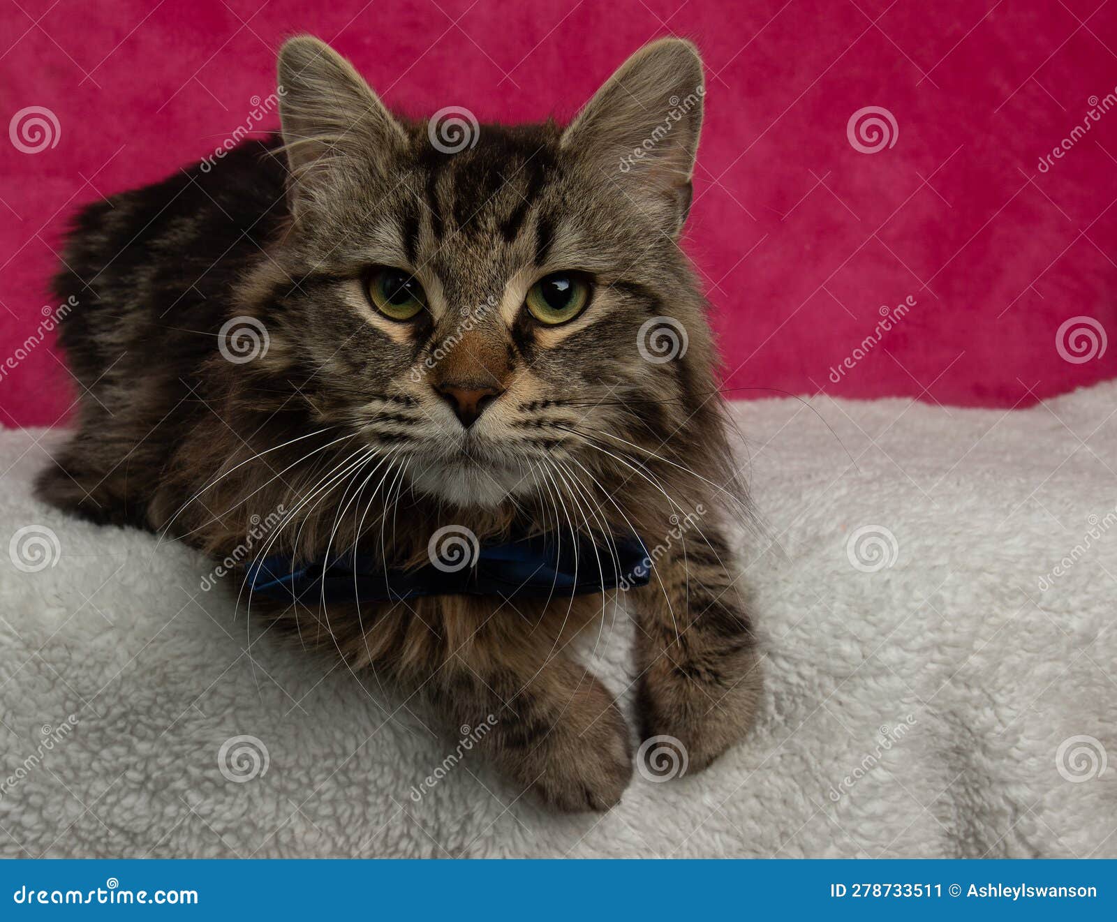 Fluffy Brown Tabby Kitty Cat Lying Down on a Pink Background Portrait ...