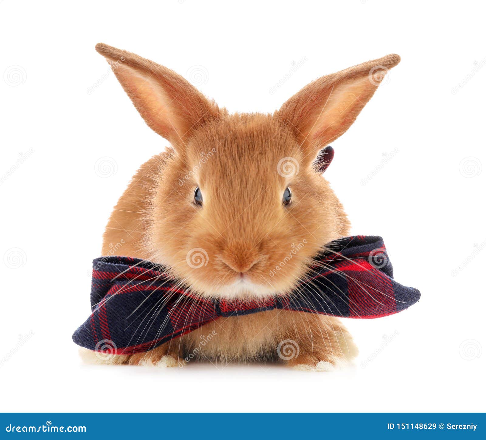 Cute Fluffy Bunny with Bow Tie on White Background Stock Image - Image ...