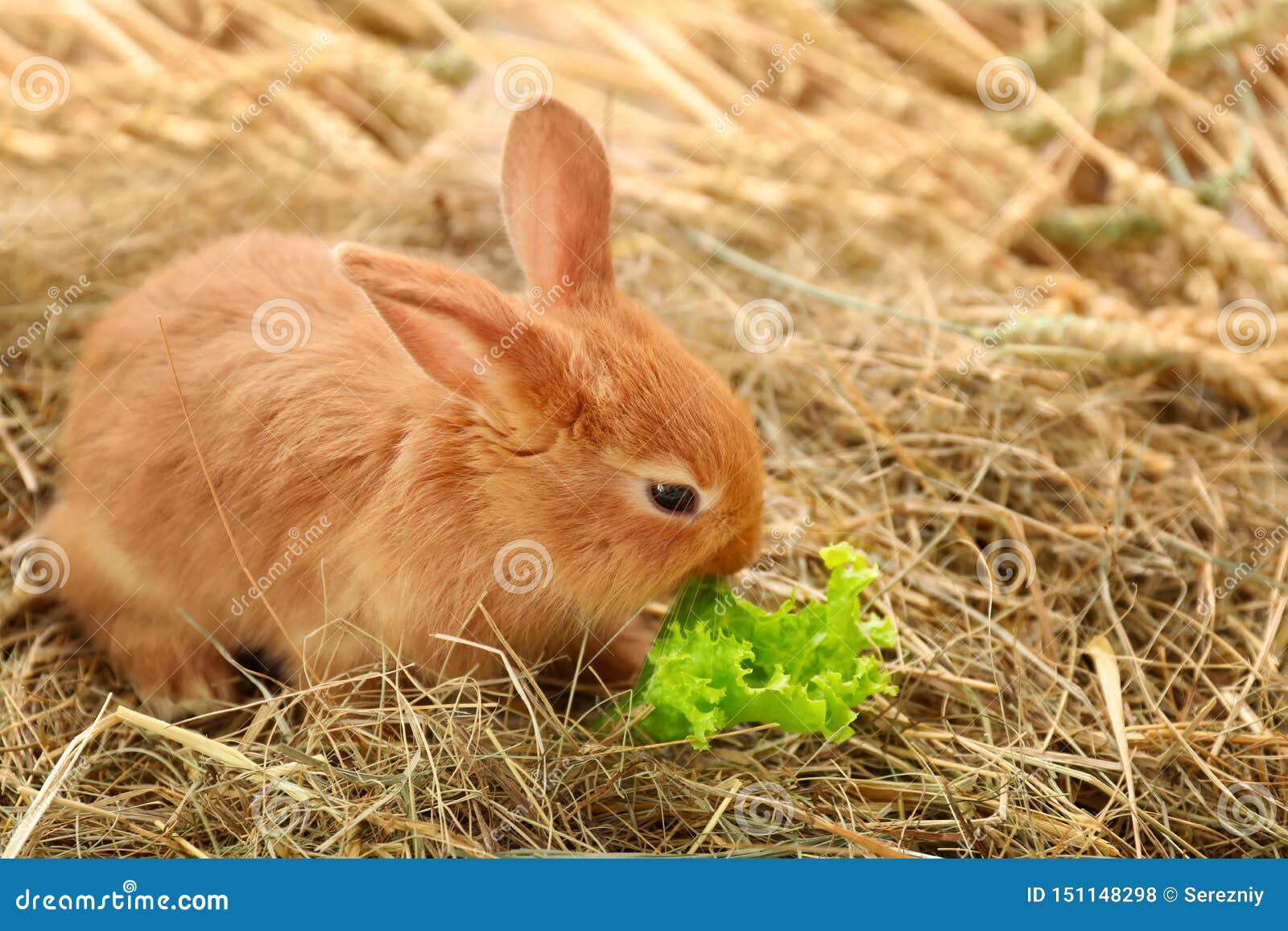 Cute Fluffy Bunny Eating Lettuce on Straw Stock Photo - Image of ears ...