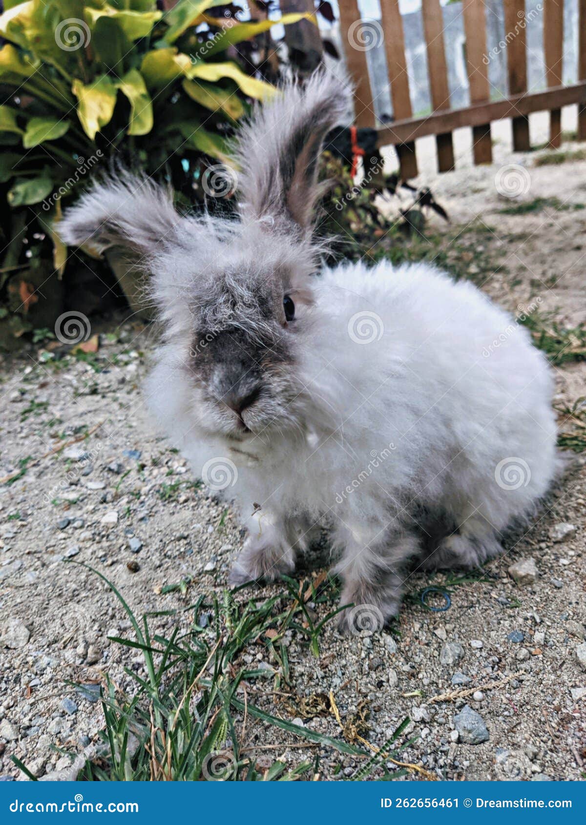 Cute fluffy bunny stock image. Image of fluffy, maltese - 262656461