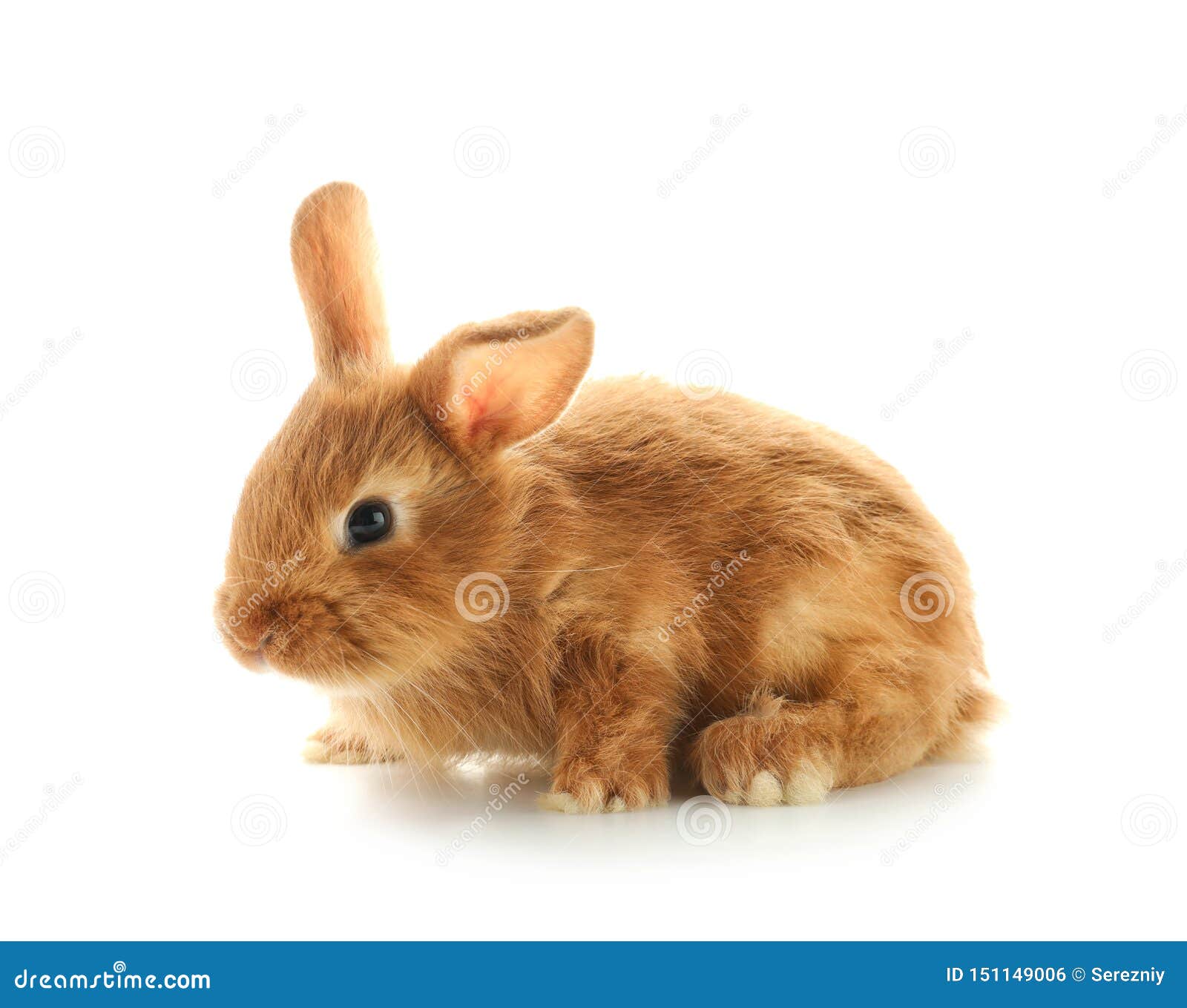 Adorable Fluffy Bunnies