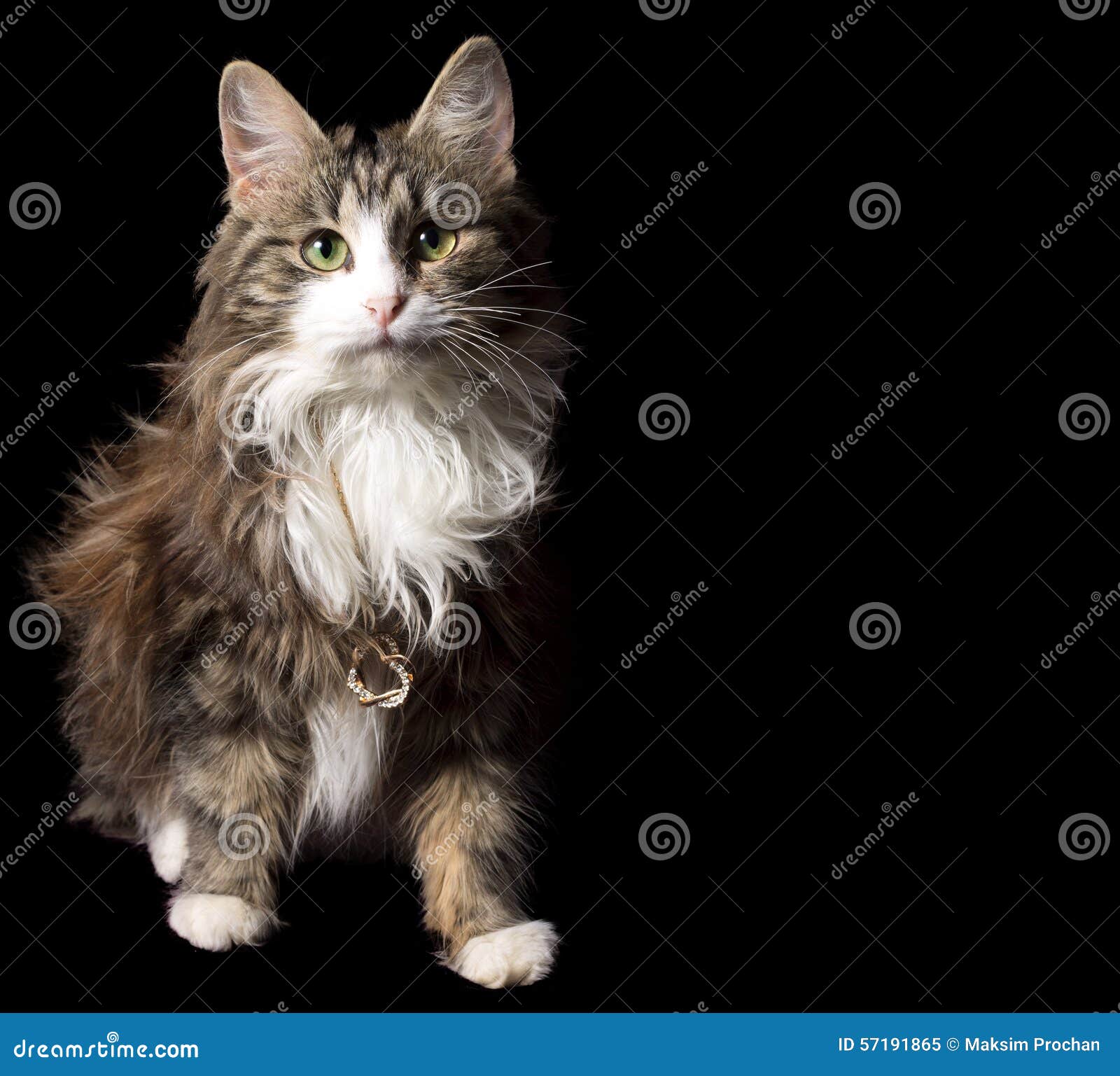 Cute Fluffy Cat On A Black Background With A Gold Chain On Her Neck ...