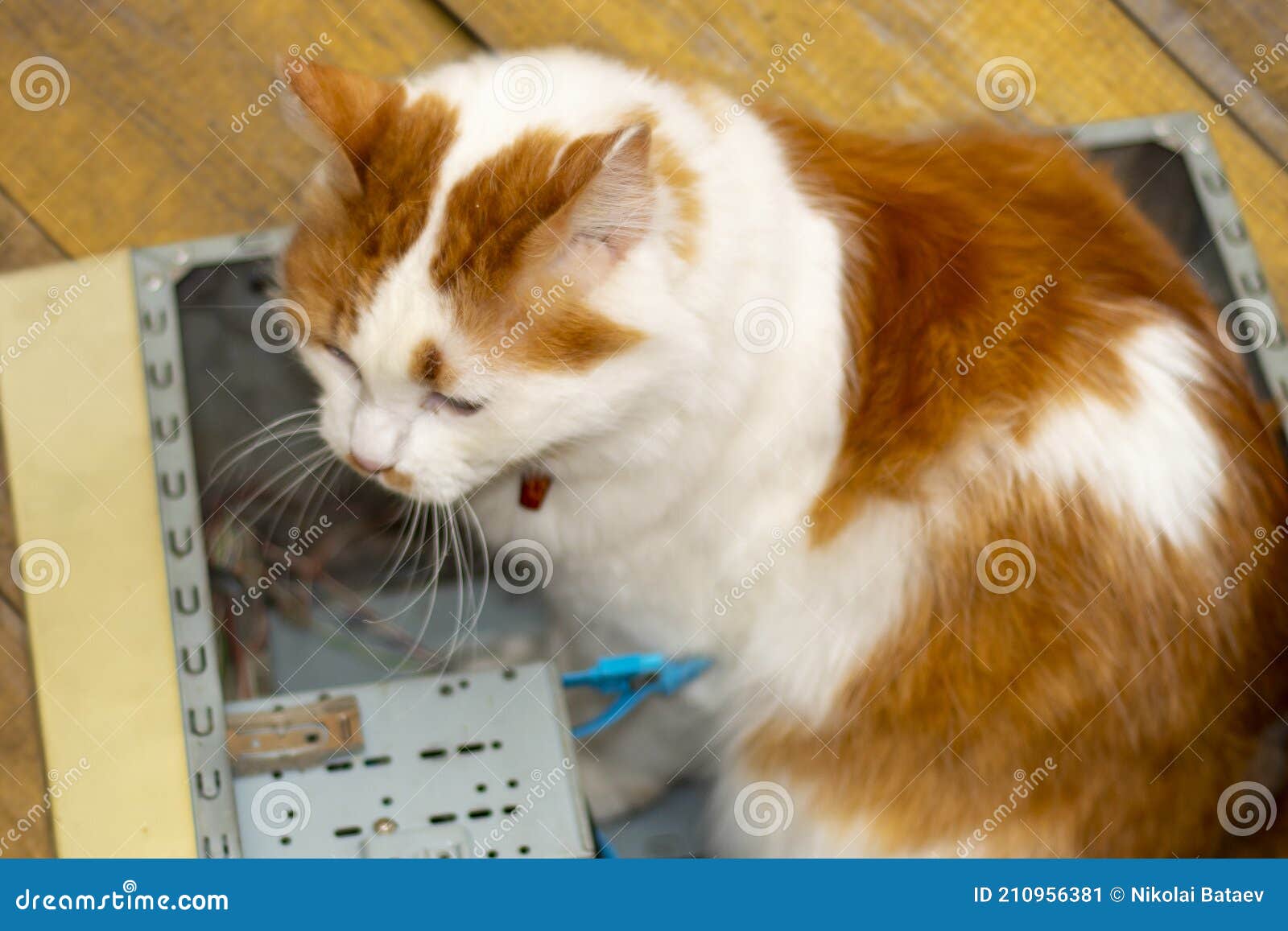 A Cute Fluffy Cat Sits in an Old Computer Case Stock Image - Image of ...