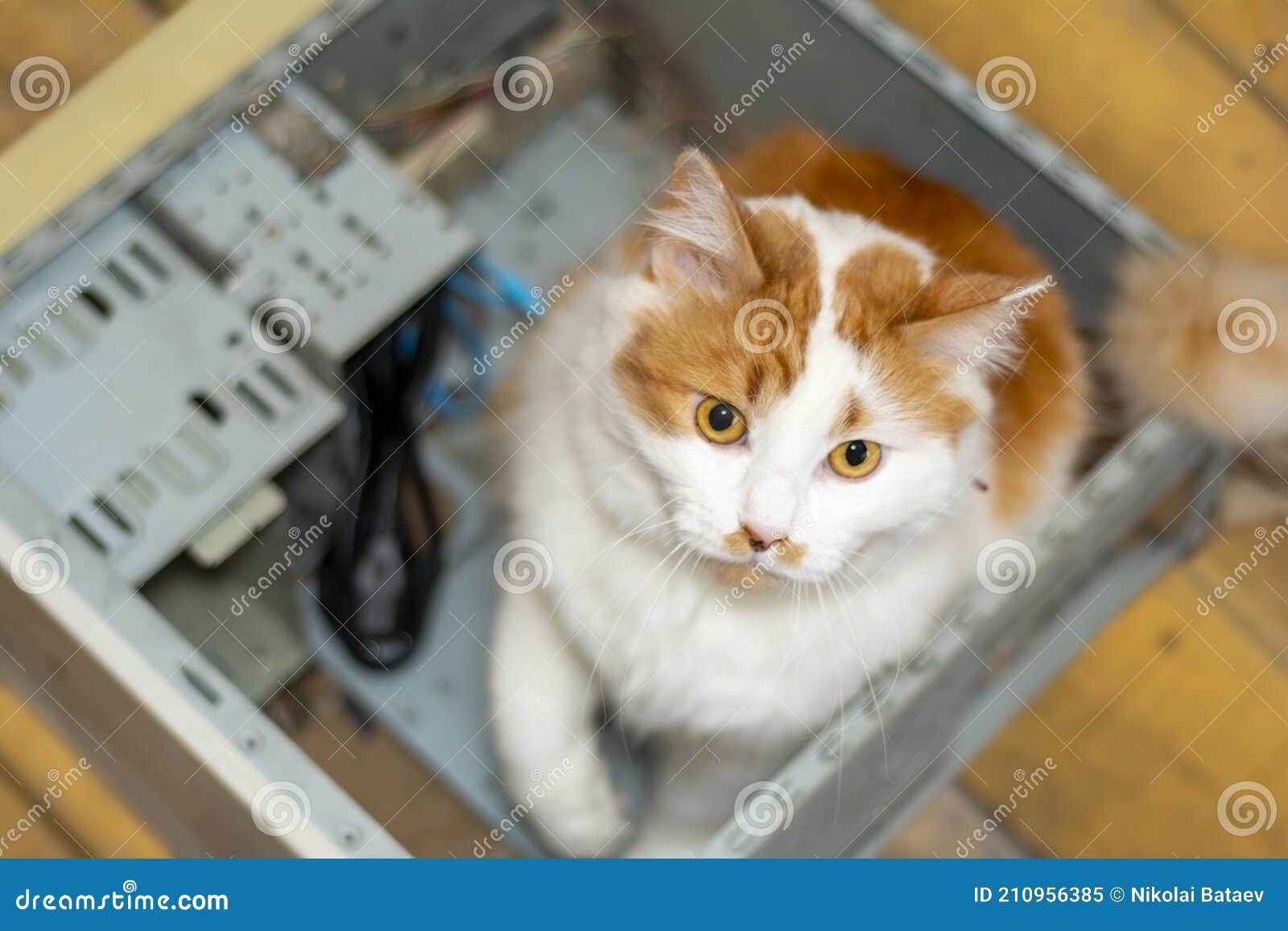 A Cute Fluffy Cat Sits in an Old Computer Case Stock Image - Image of ...