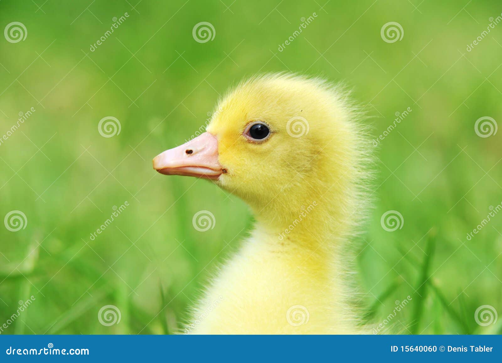 Cute fluffy chick stock photo. Image of foot, sunlight - 15640060