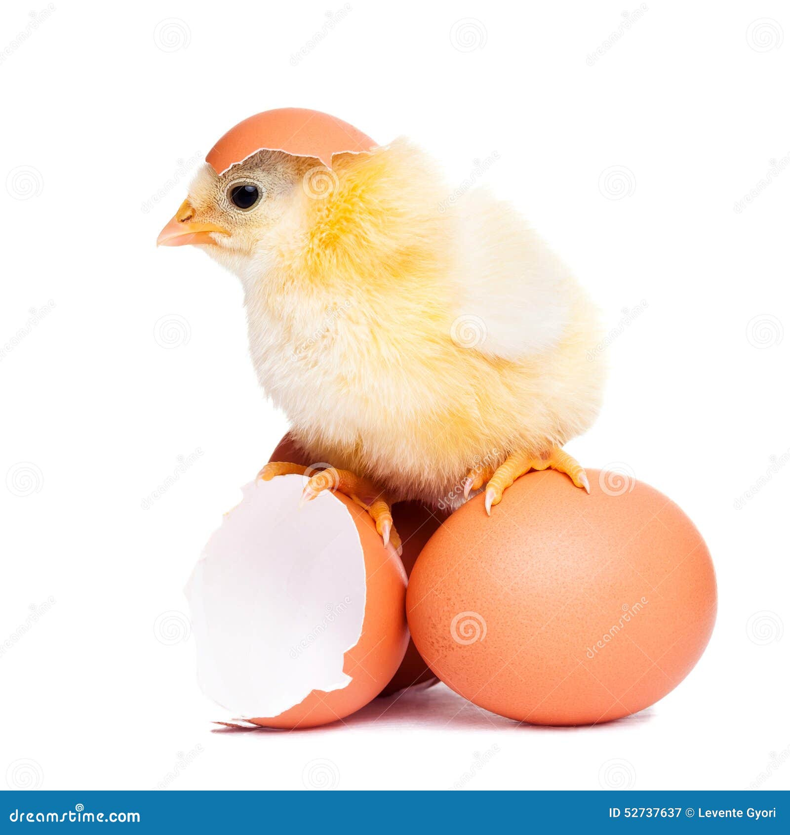 Cute Fluffy Chick with Eggs Stock Image - Image of baby, concept: 52737637