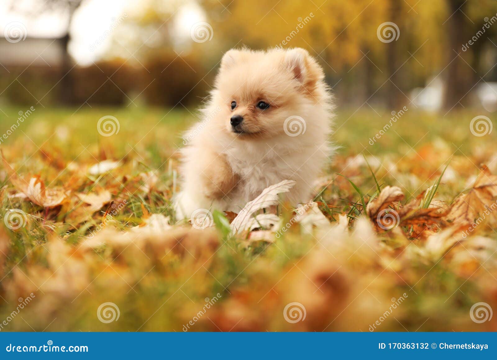 Cute Fluffy Dog in Park on Autumn Day Stock Photo - Image of friend ...