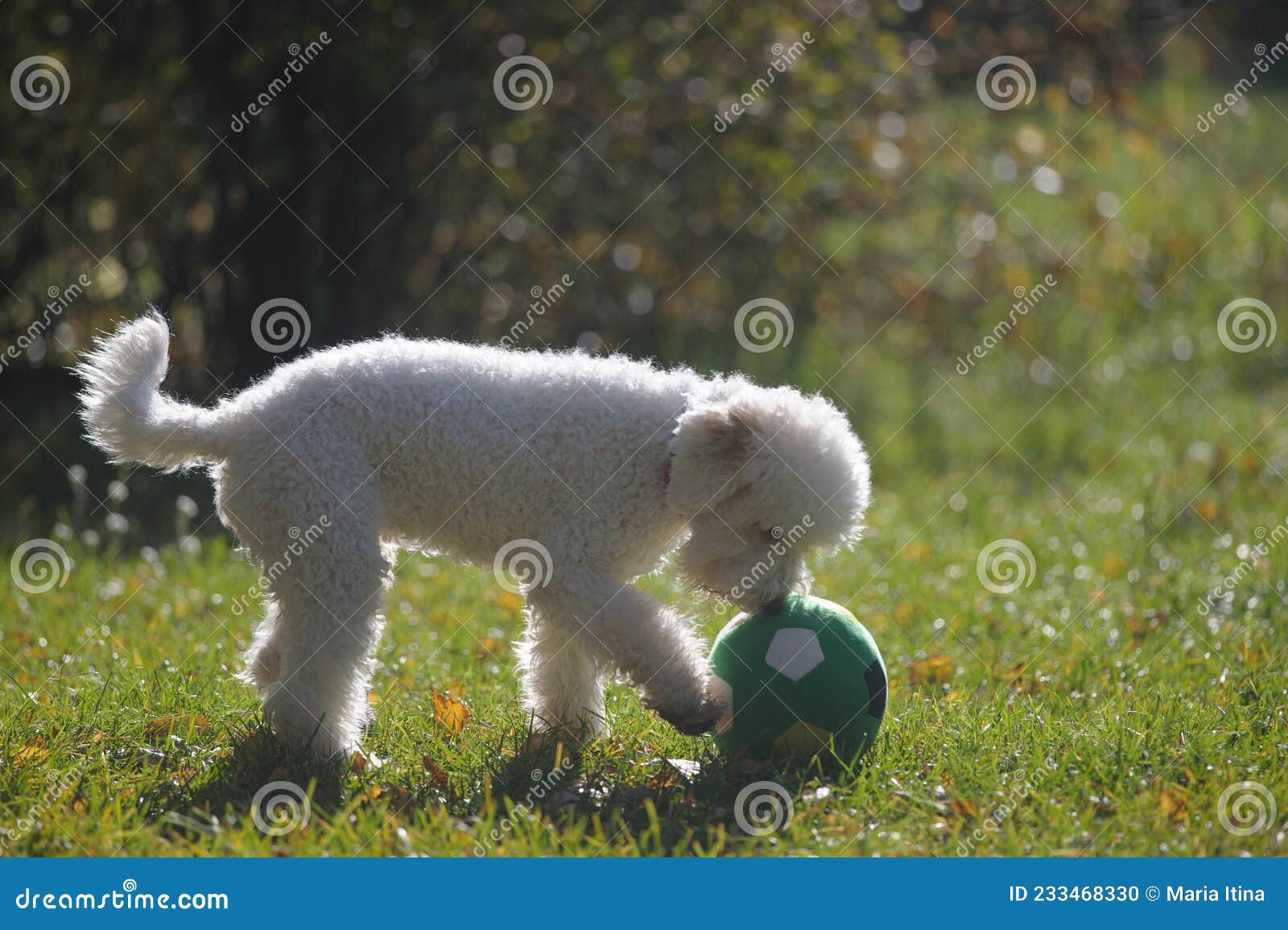 Cute Fluffy Dog Playing a Ball Stock Photo - Image of furry, romanyollo ...