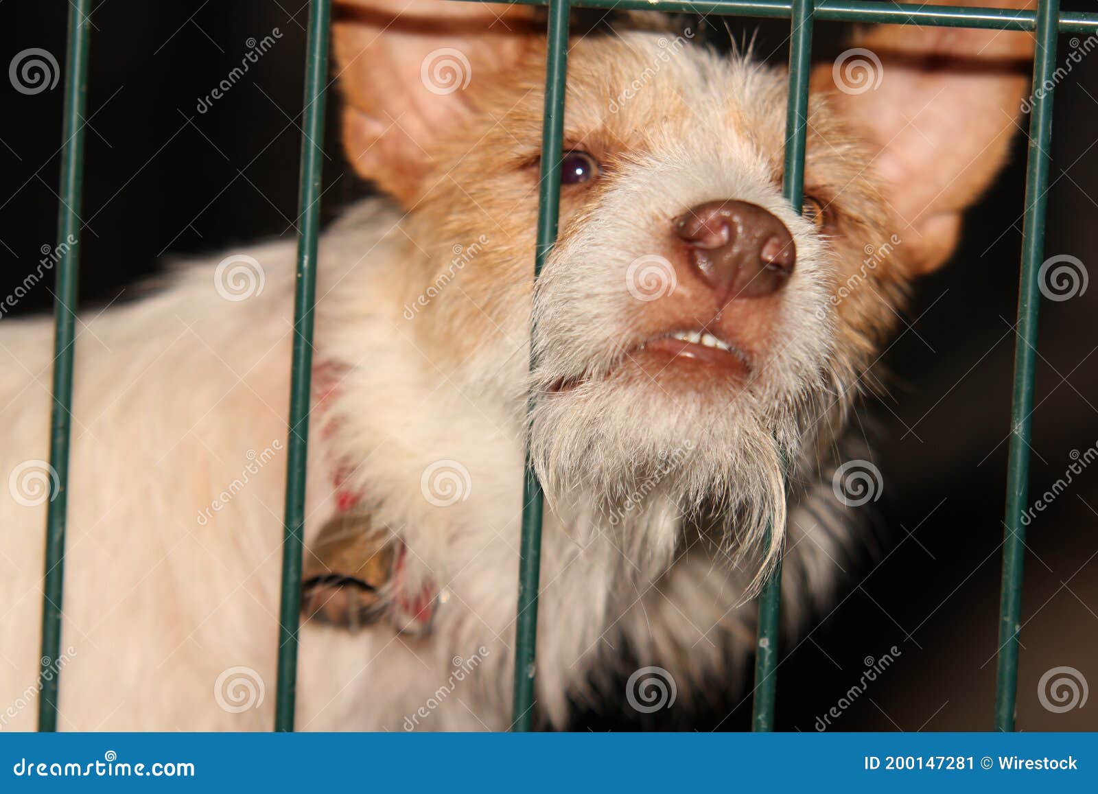 Cute Fluffy Dog Standing in a Cage Stock Image - Image of puppy, metal ...