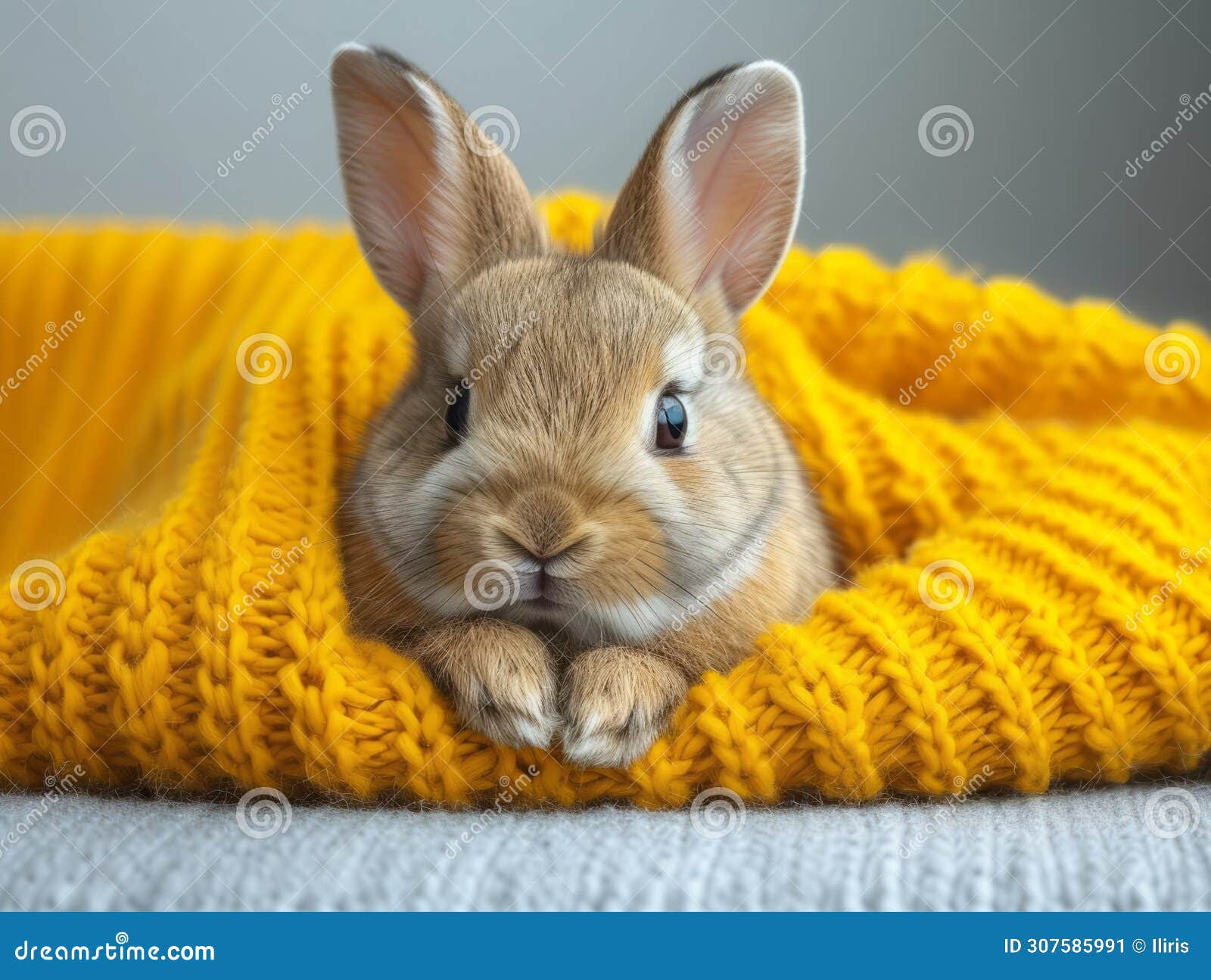 Cute Fluffy Easter Bunny in Yellow Blanket. Funny Rabbit Portrait Stock ...