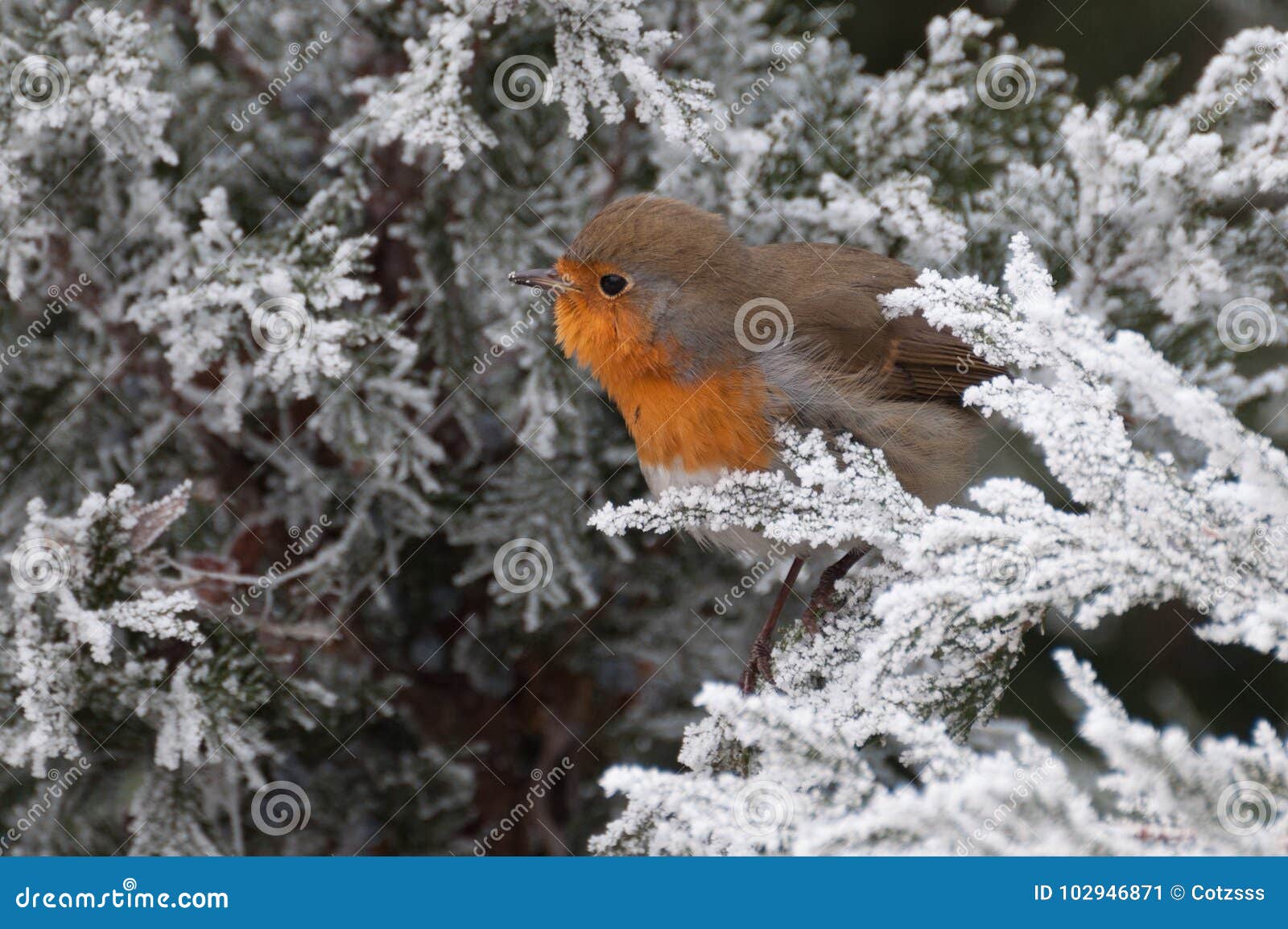Cute Fluffy European Robin Hiding in the Bushes Posing for the Camera ...