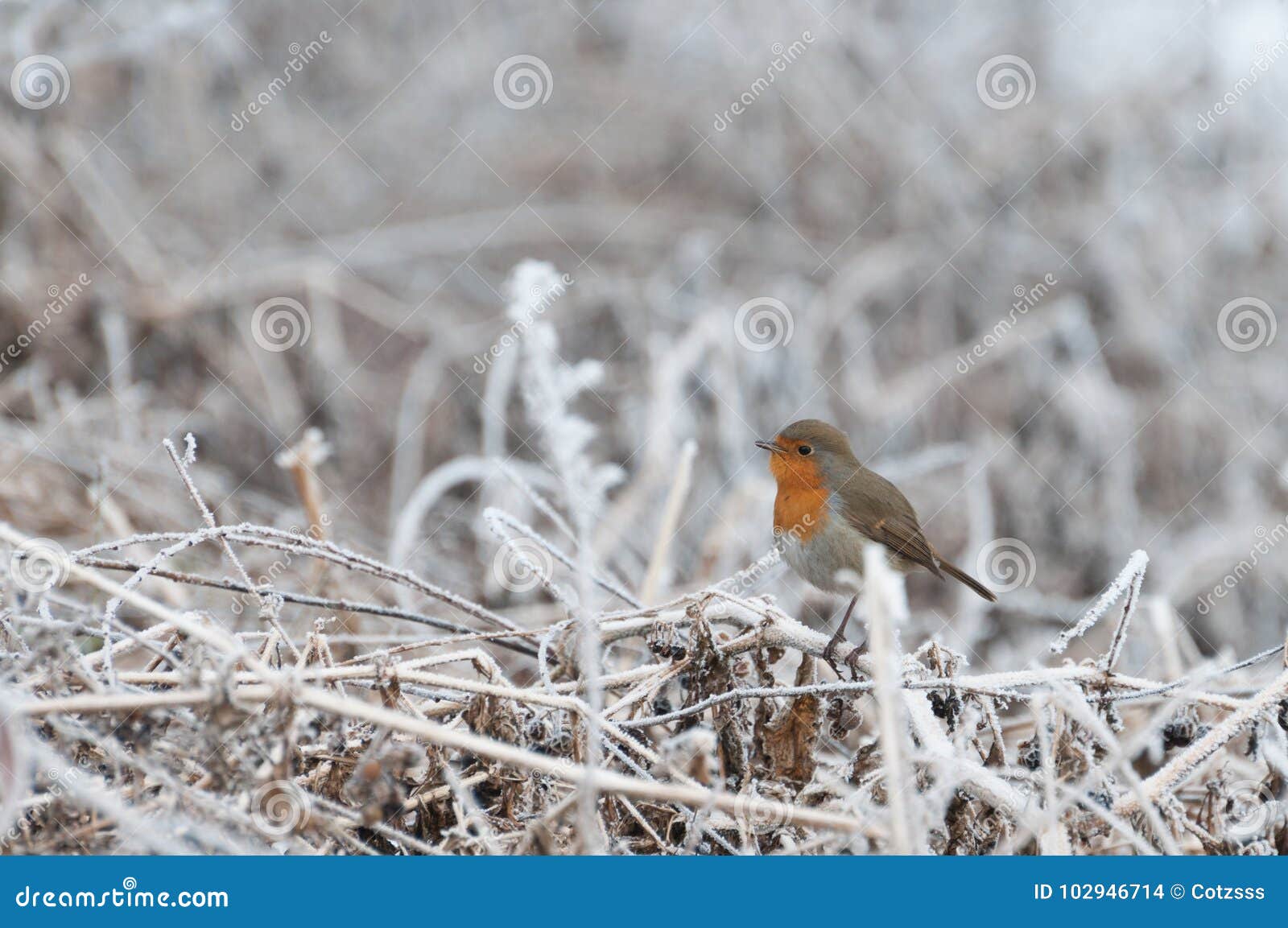 Cute Fluffy European Robin Resting on a Twig Stock Photo - Image of ...
