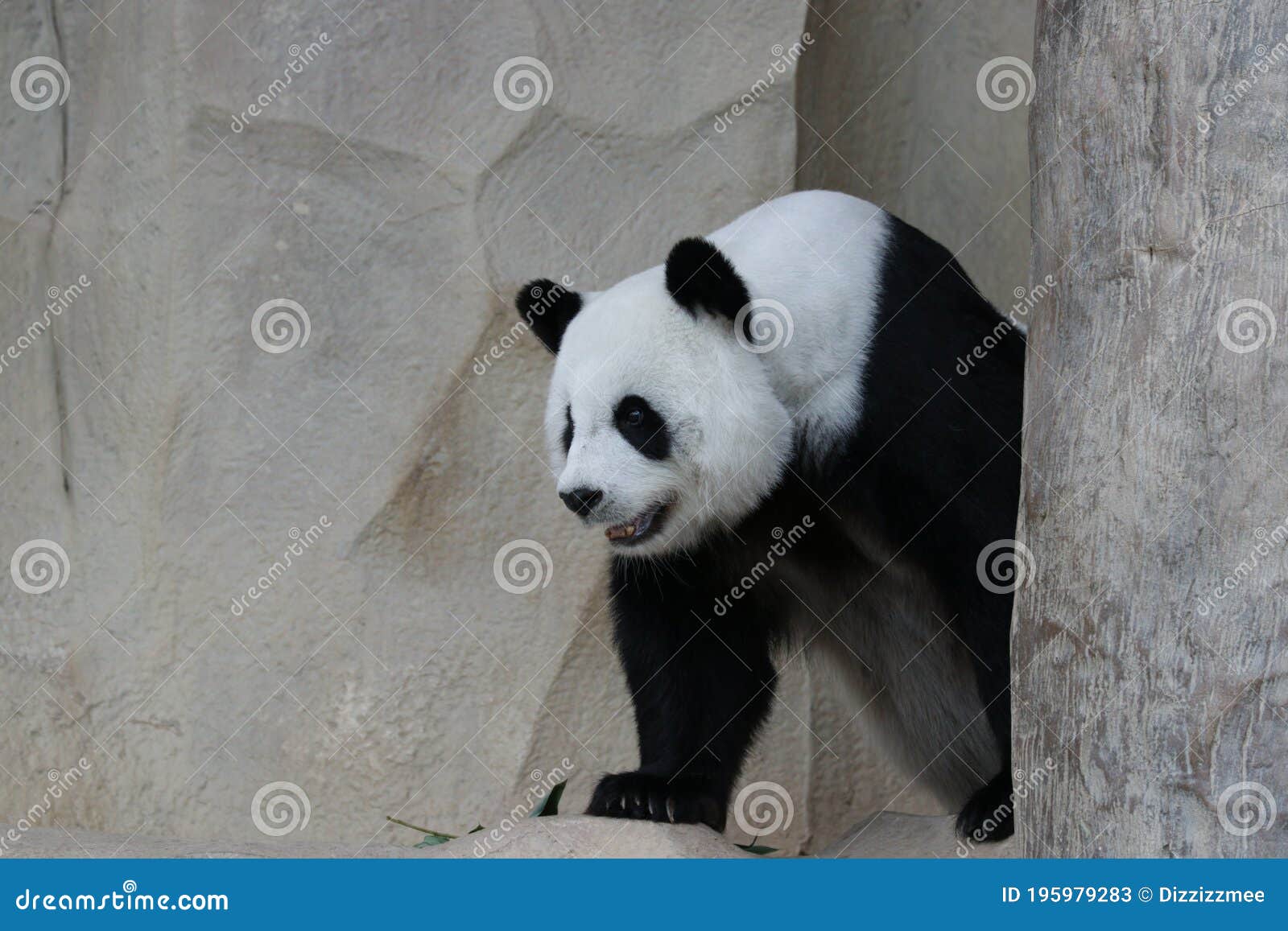 Cute Fluffy Female Panda stock image. Image of beautiful - 195979283