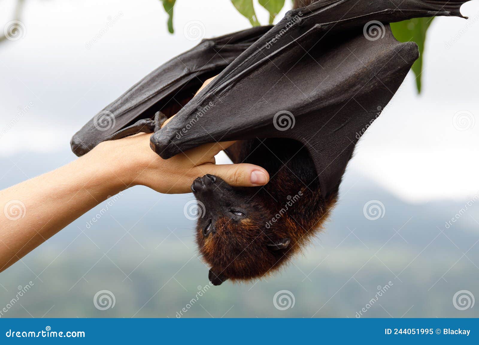 Cute Flying Fox Hanging on the Tree Stock Image - Image of outdoor ...