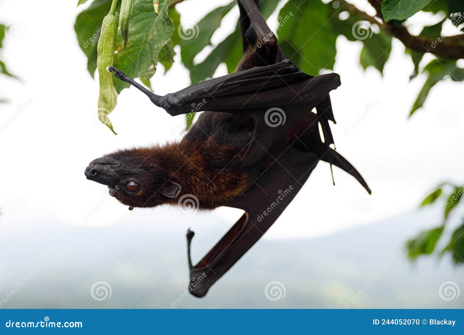 Cute Flying Fox Hanging on the Tree Stock Photo - Image of outdoor ...