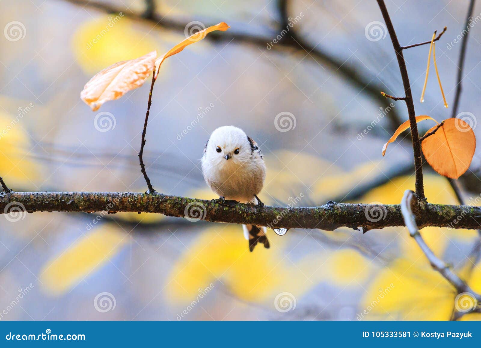 Cute Fluffy Forest Bird In The Rain Stock Image Image Of Claw Long 105333581
