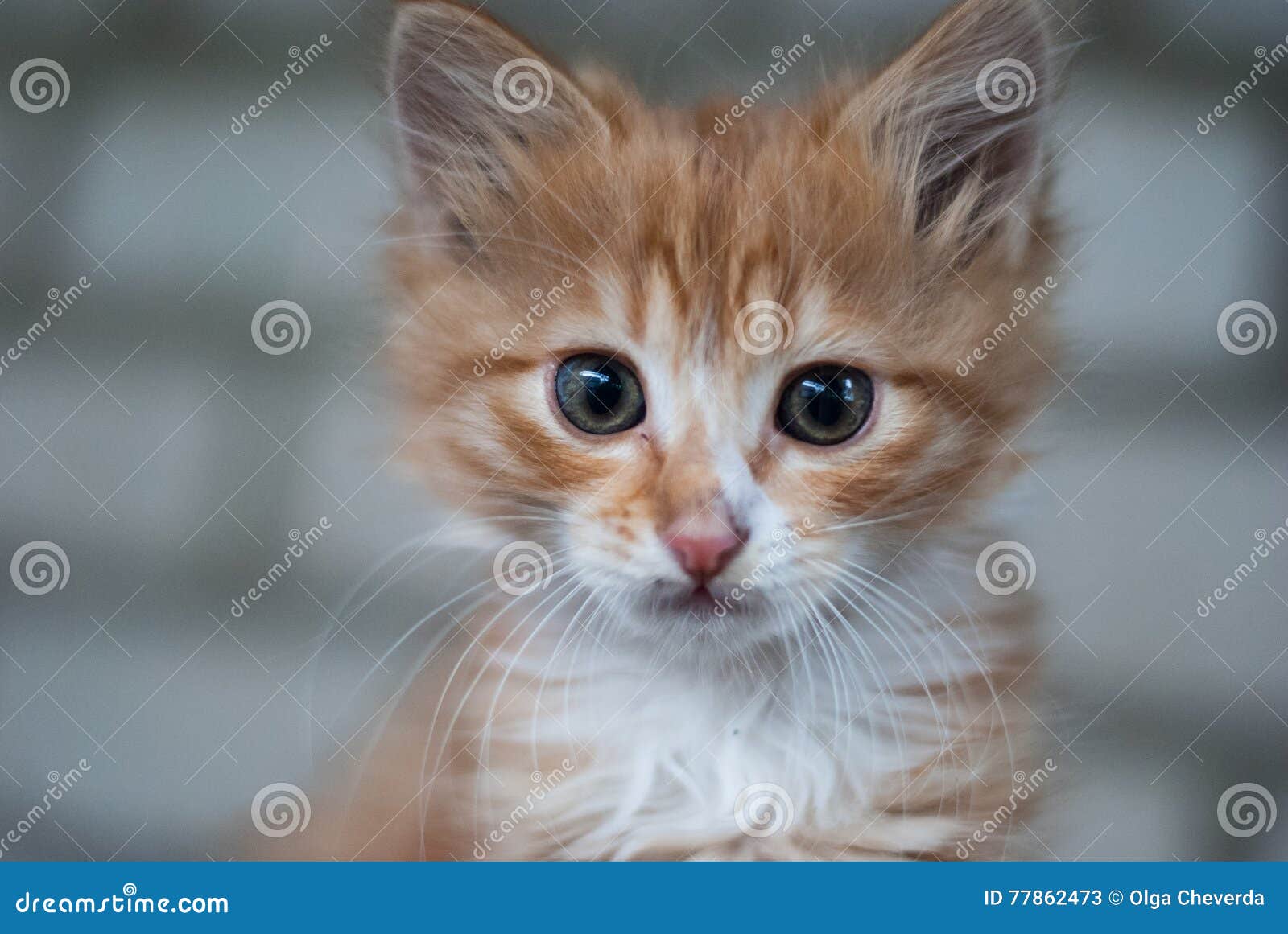 Cute fluffy ginger cat stock image. Image of cute, blue - 77862473