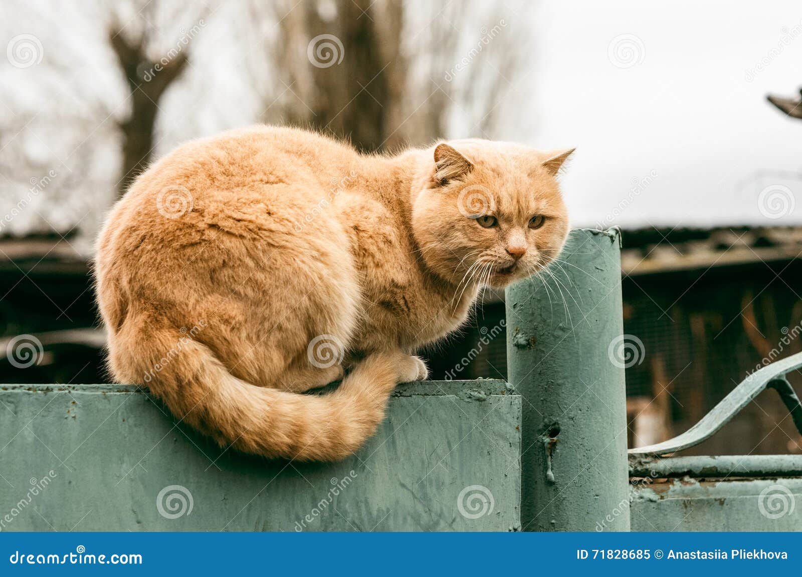 Cute Fluffy Ginger Cat Resting on a Fence Stock Image - Image of fall ...
