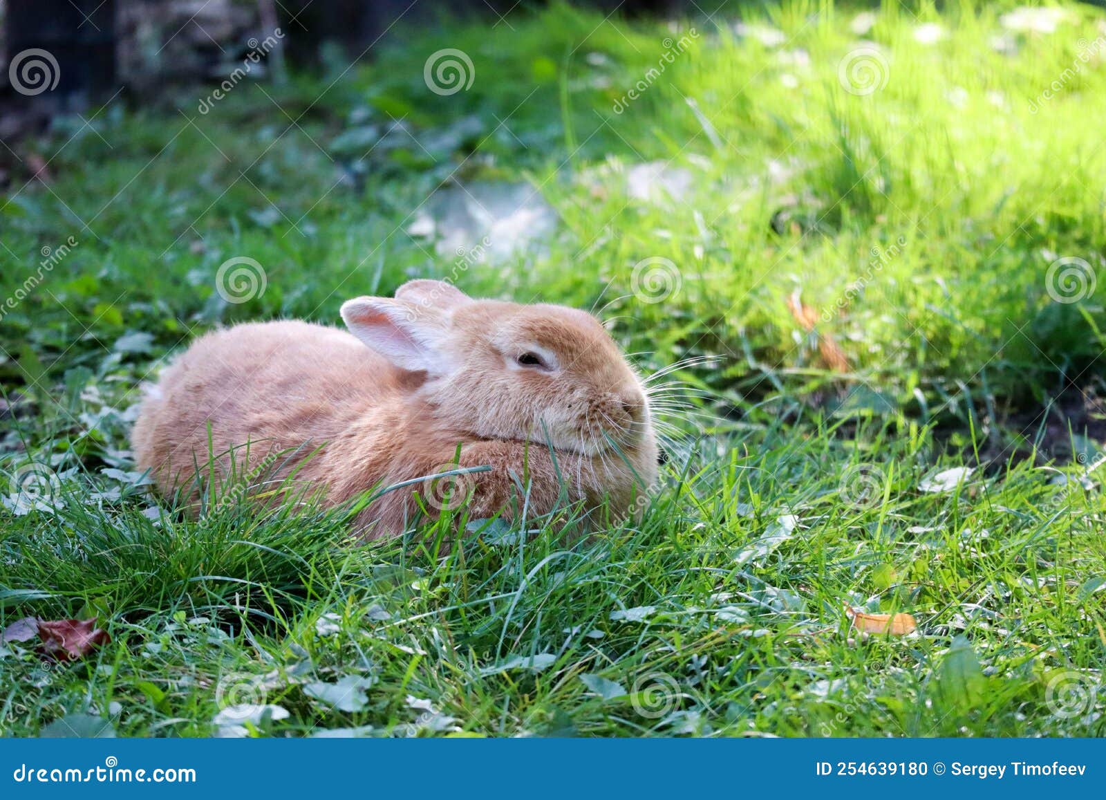 Cute Fluffy Ginger Rabbit in the Green Grass in Sunny Day Stock Photo ...