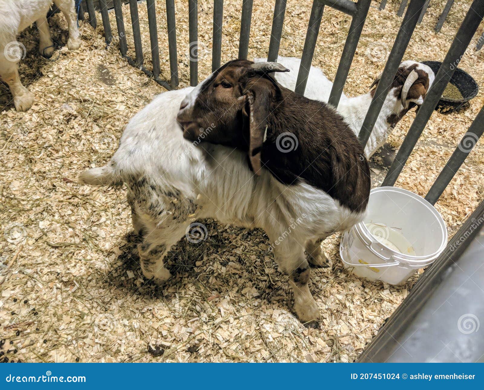 Cute fluffy goat stock photo. Image of cute, farm, furry - 207451024