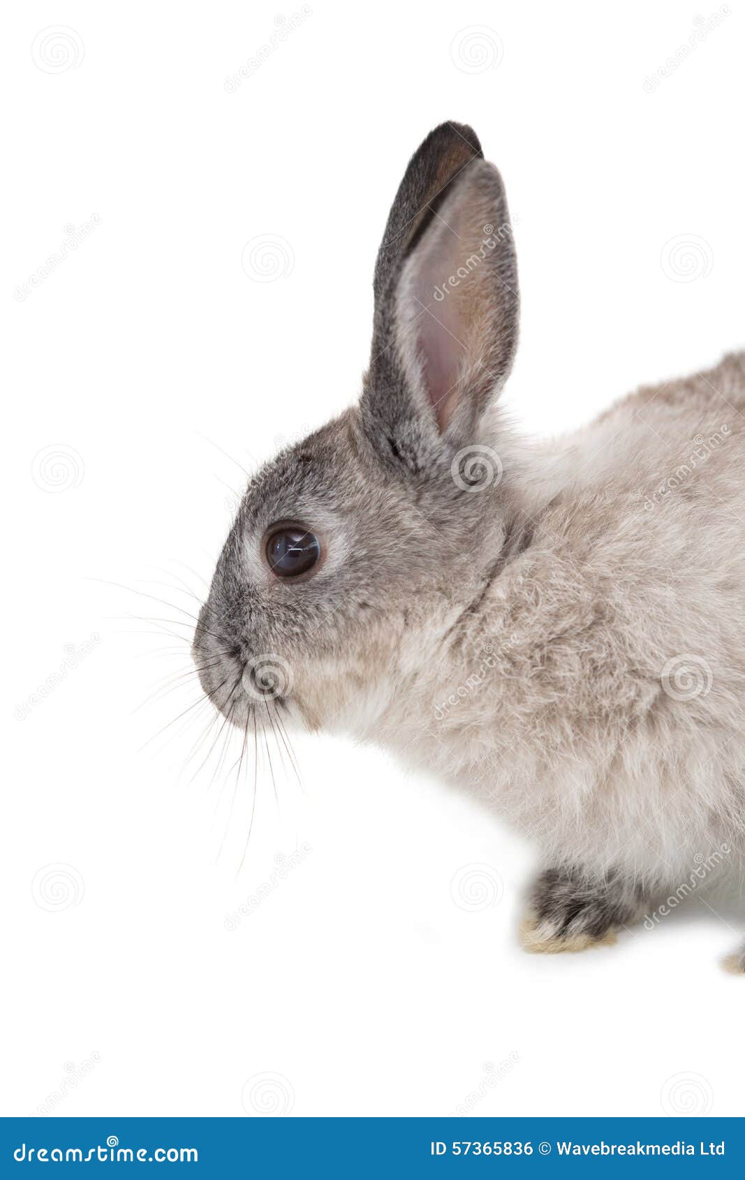 Cute Fluffy Grey Bunny Rabbit Stock Photo - Image of people, cute: 57365836