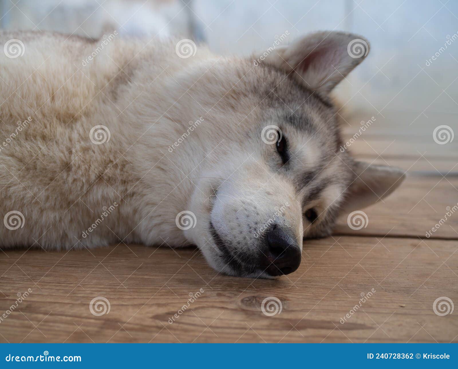 Cute Fluffy Husky Dog in the Yard, Close-up Portrait. Stock Photo ...