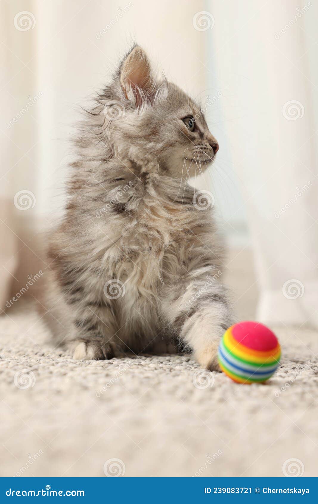 Cute Fluffy Kitten with Ball at Home Stock Image - Image of indoors ...