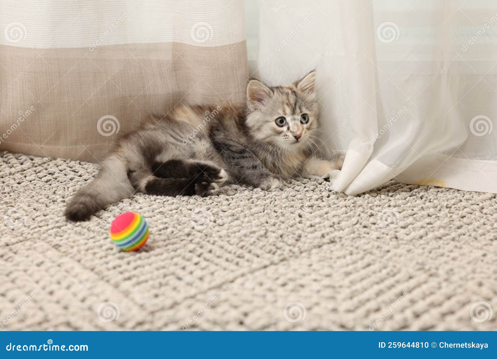 Cute Fluffy Kitten with Ball at Home Stock Photo - Image of little ...