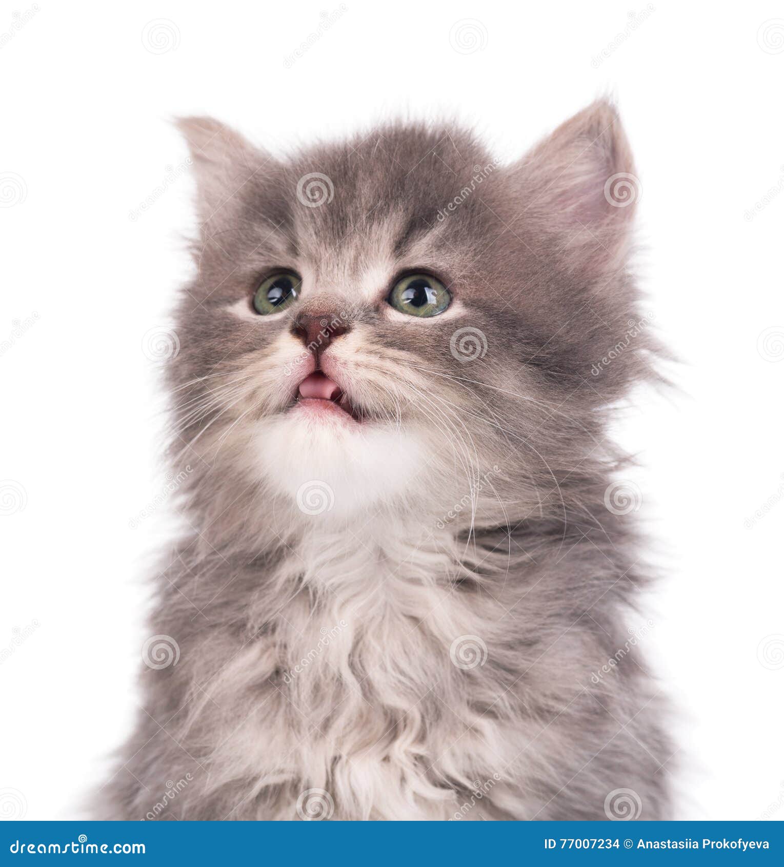 Cute fluffy kitten stock photo. Image of attention, inquisitive - 77007234