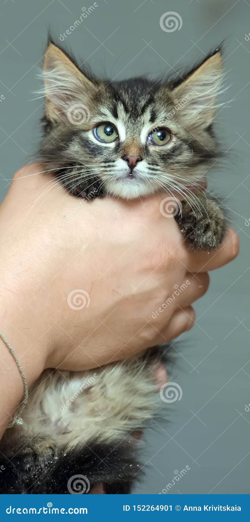 Fluffy Beautiful Kitten in the Hands Stock Image - Image of comfort ...