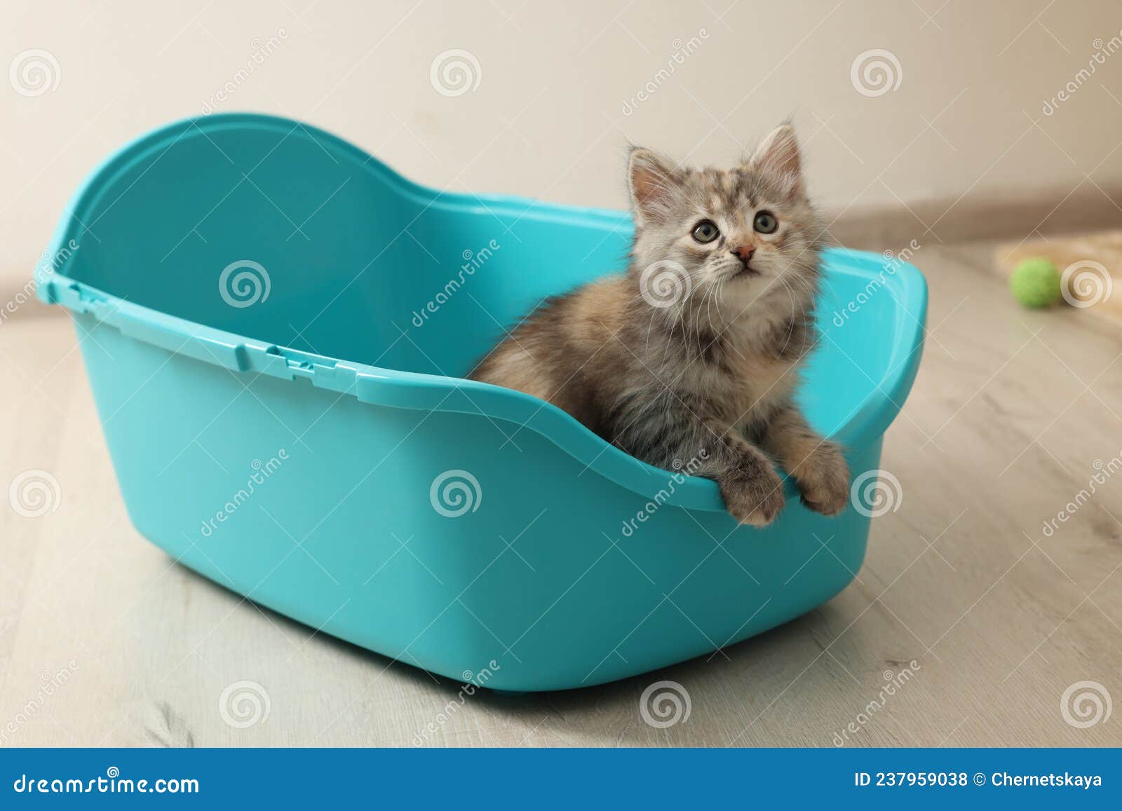 Cute Fluffy Kitten in Litter Box at Home Stock Photo - Image of little ...