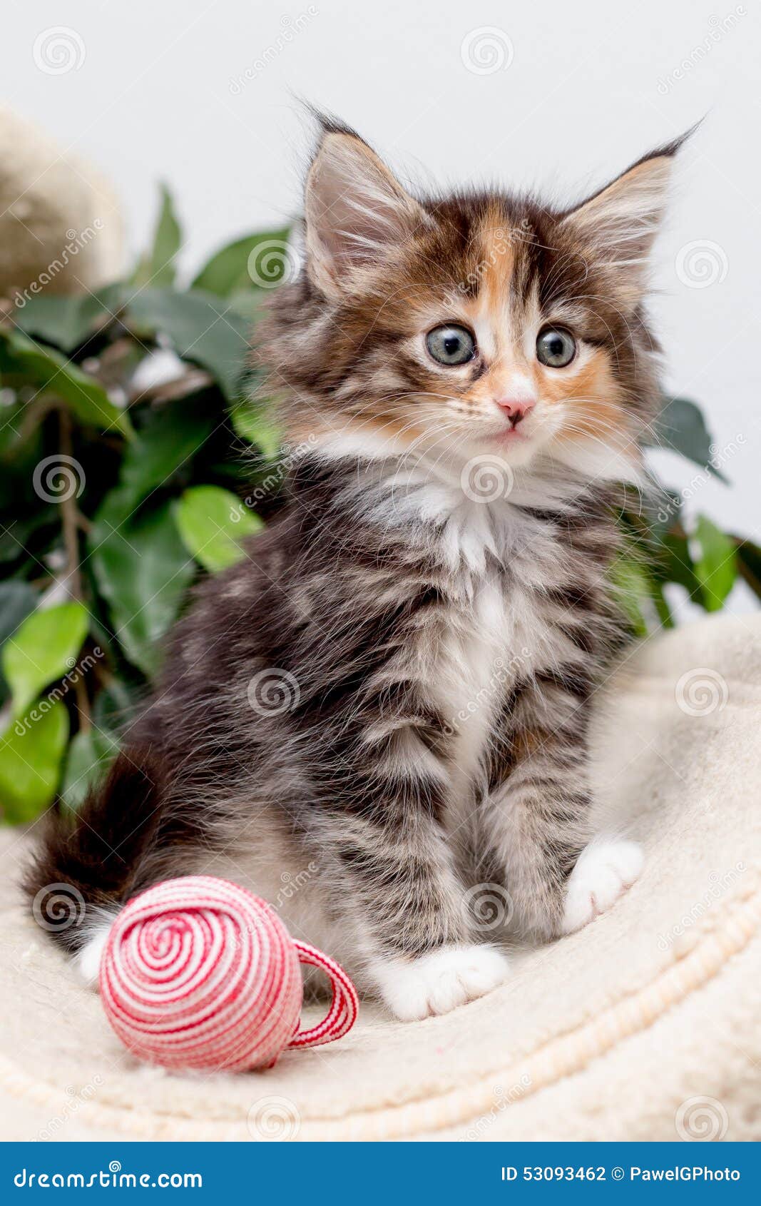 Cute Fluffy Kitten with Toy Stock Photo - Image of kitty, adorable ...