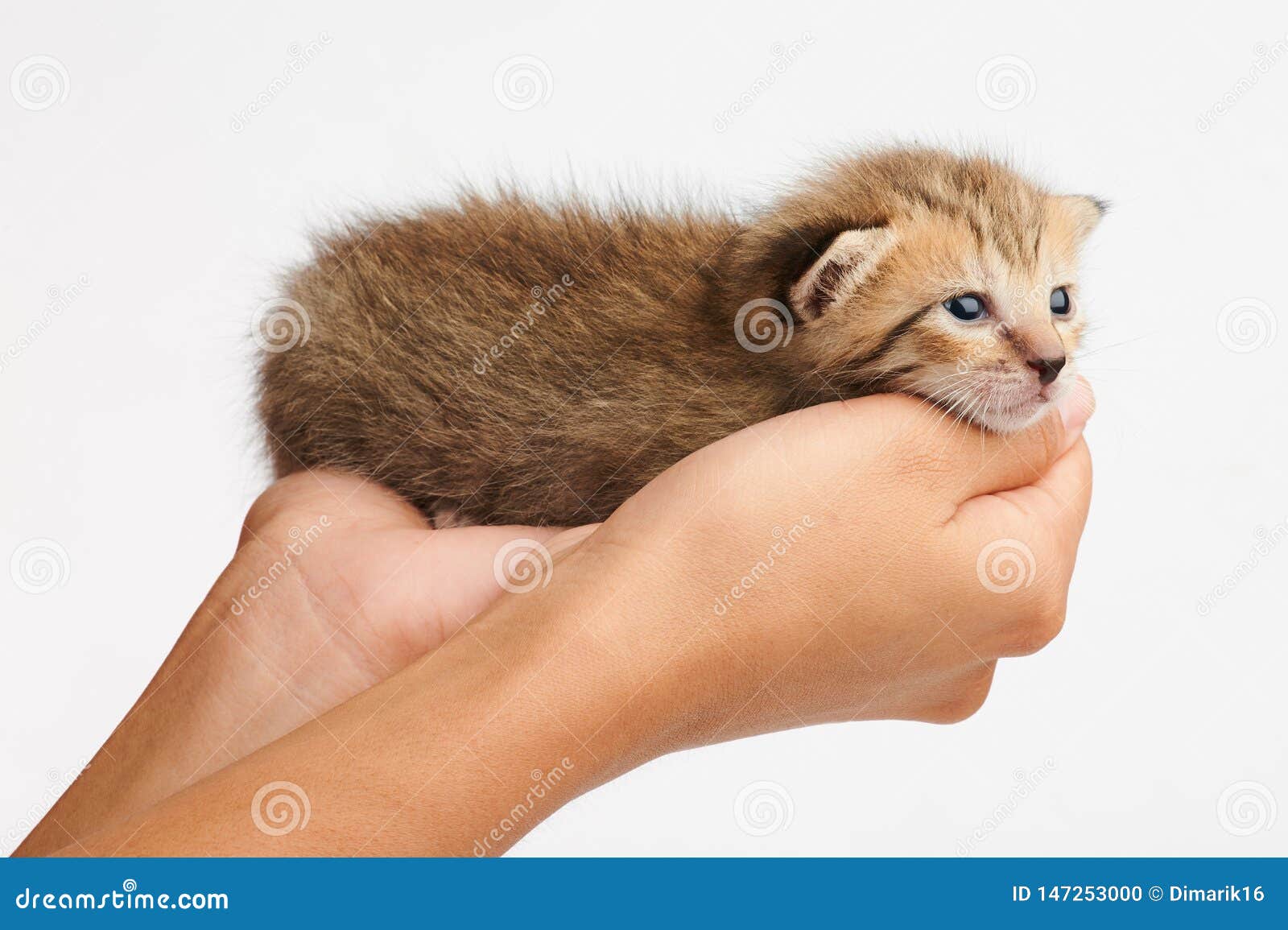 Cute fluffy kitty stock photo. Image of white, kitty - 147253000