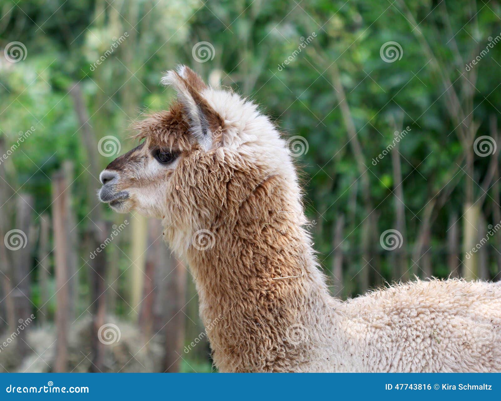 The Cute Fluffy Lama Close Up Portrait Stock Photo - Image of ivory ...