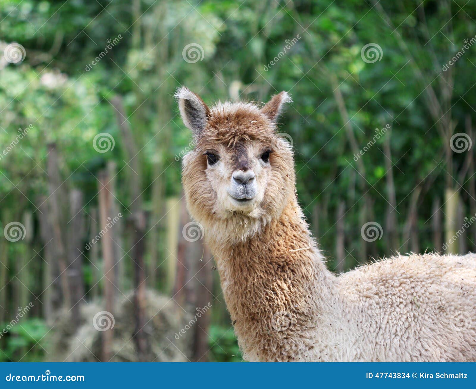 The Cute Fluffy Lama Close Up Portrait Stock Photo - Image of lama ...