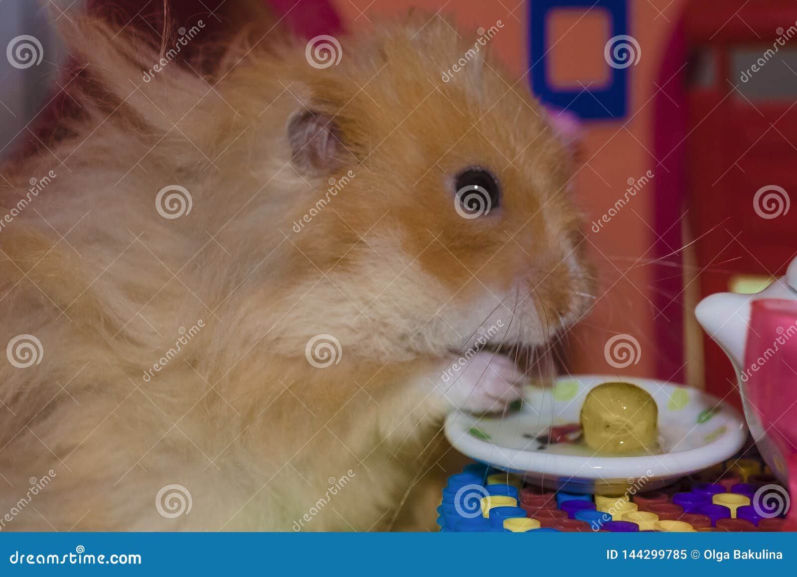 Cute Fluffy Light Brown Hamster Eats Pes at the Table in His House ...