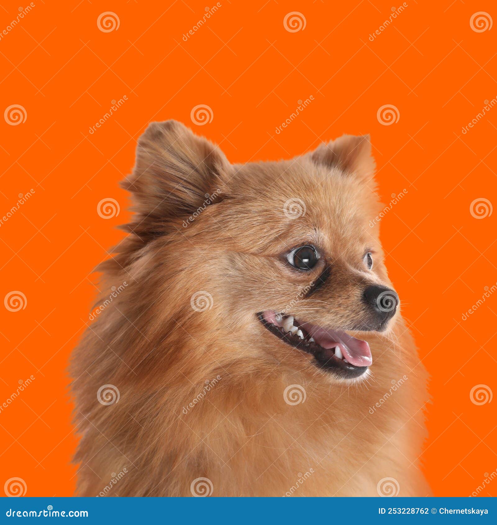Cute Fluffy Little Dog on Orange Background Stock Photo - Image of ...