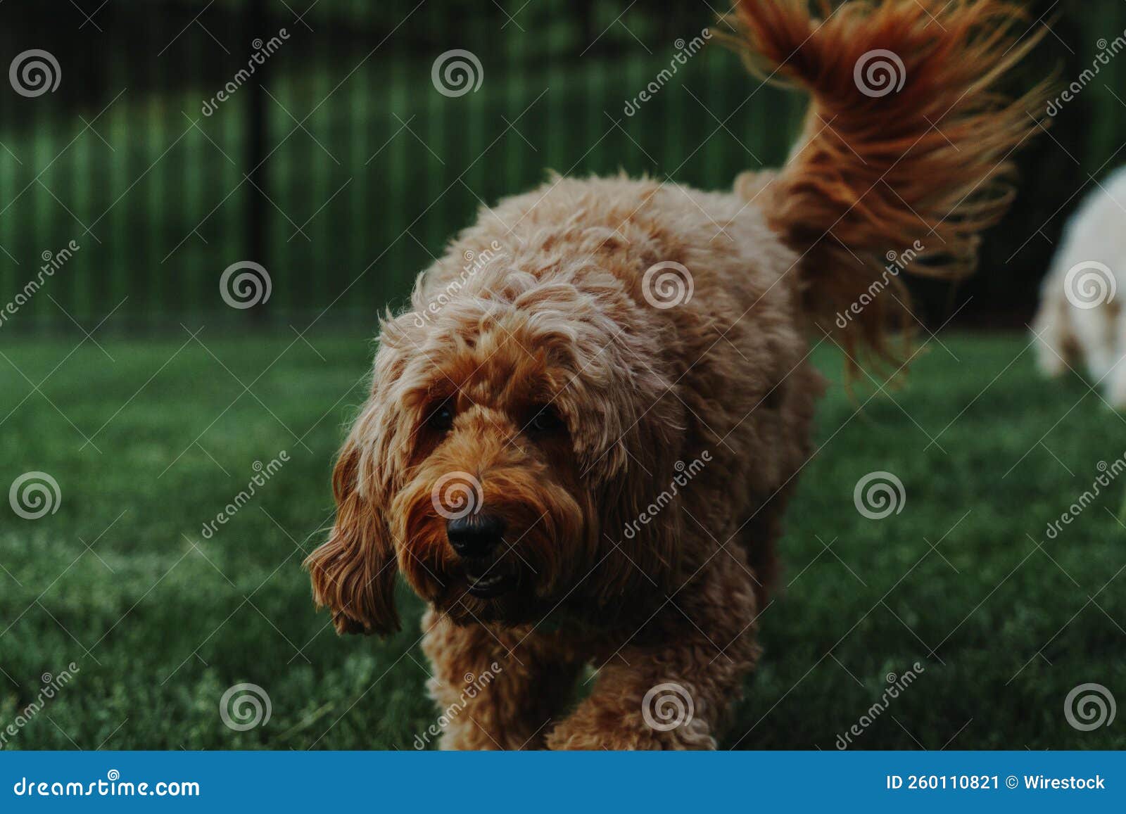 Cute Fluffy Miniature Goldendoodle Dog Playing in the Park Stock Image ...