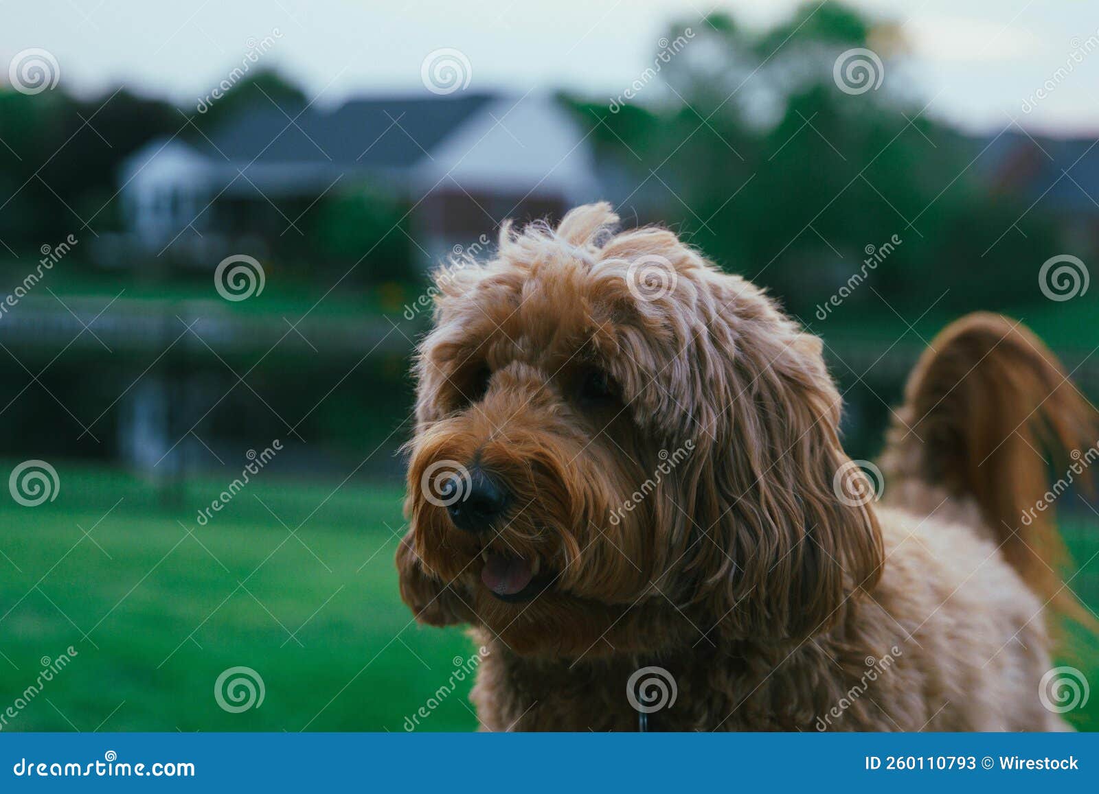 Cute Fluffy Miniature Goldendoodle in the Park Stock Image - Image of ...