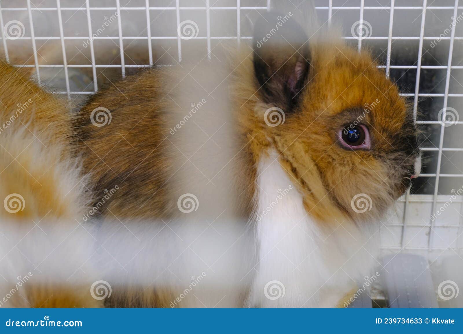 Cute Fluffy Nano Rabbit, O Rabbit Muzzle Close-up in Cage. Domestic ...
