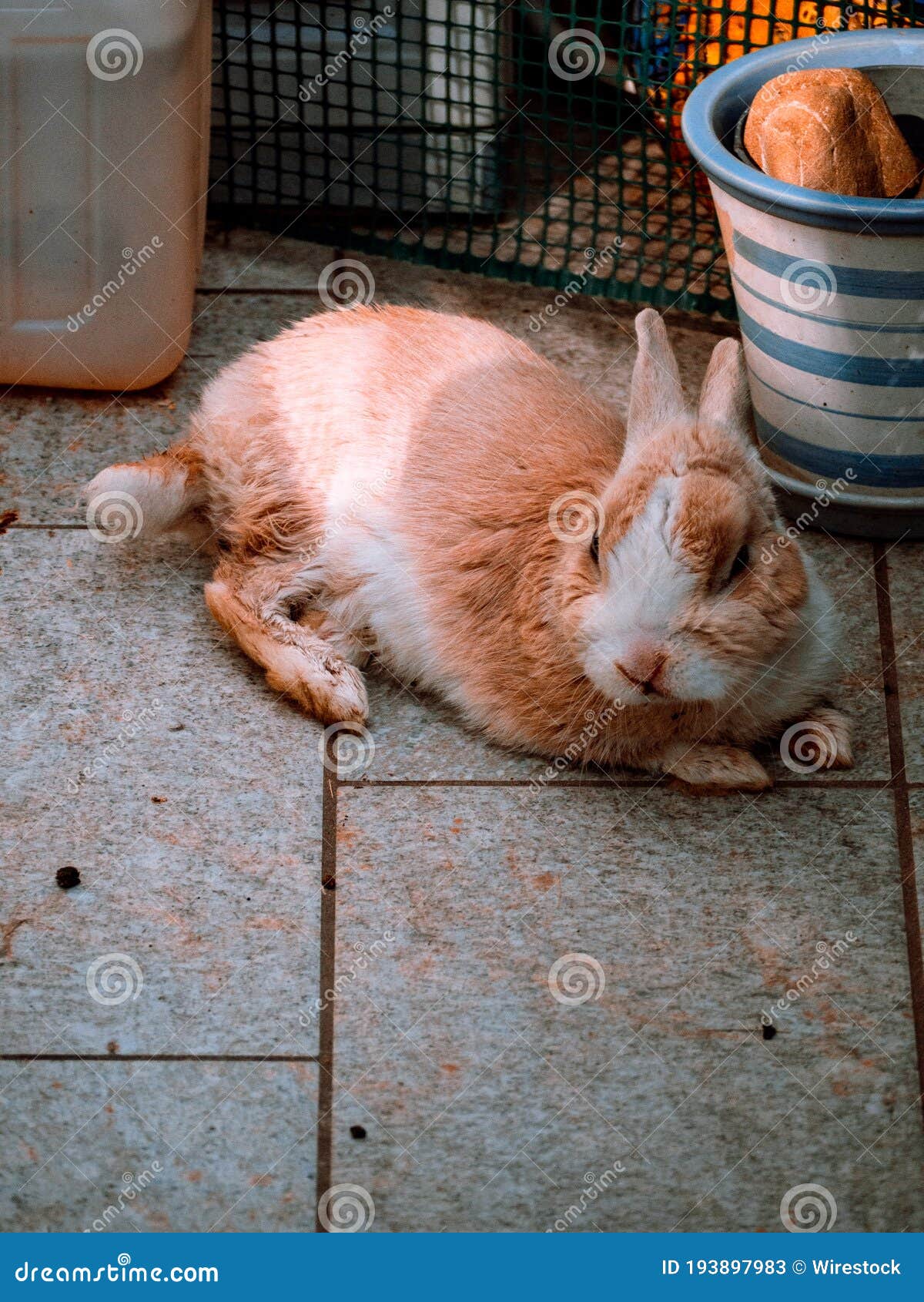 Orange Bunny. Super Cute Lop Dwarf Rabbit On Isolated White Background ...