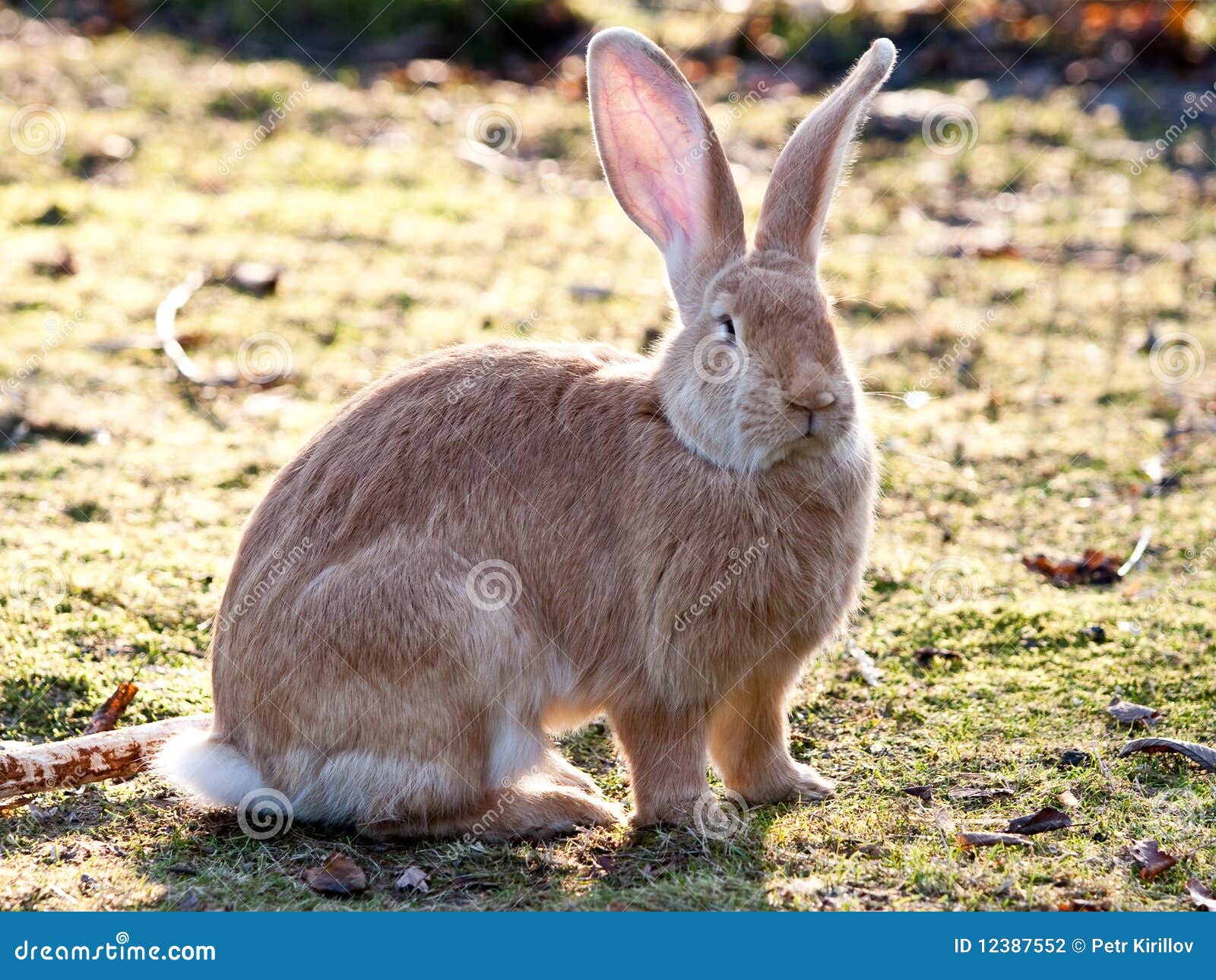 Fluffy Rabbit Looking At Camera. Isolated On White Background Stock ...