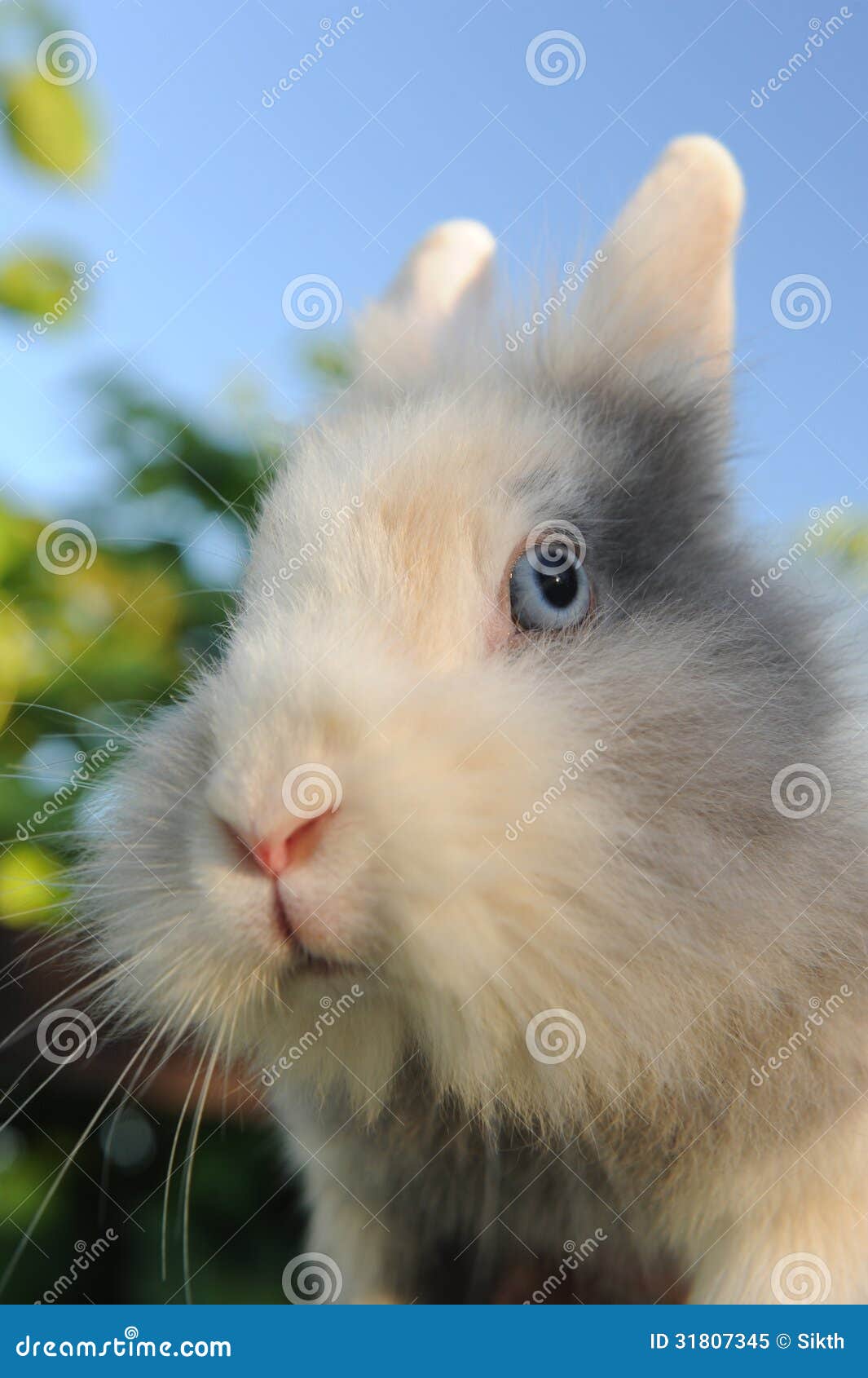 Cute Fluffy Rabbit Close-Up Stock Image - Image of bunnie, gray: 31807345