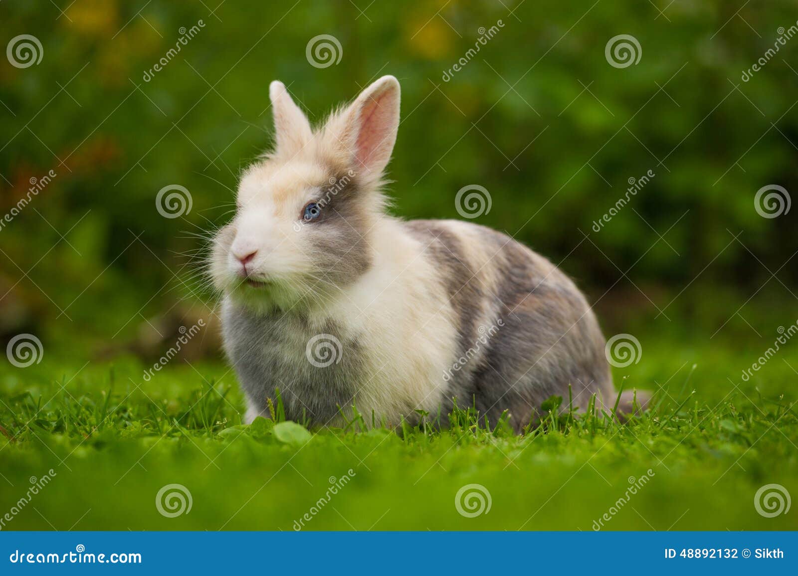Cute Fluffy Rabbit on Green Grass Stock Photo - Image of rabbit, nature ...