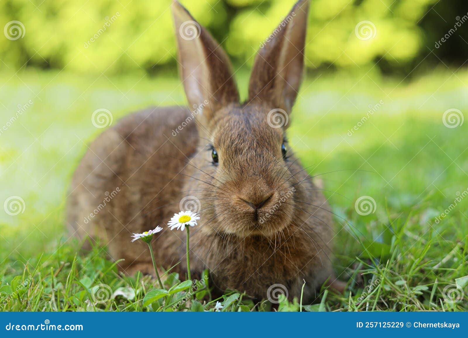 Cute Fluffy Rabbit on Green Grass in Meadow Stock Image - Image of ...