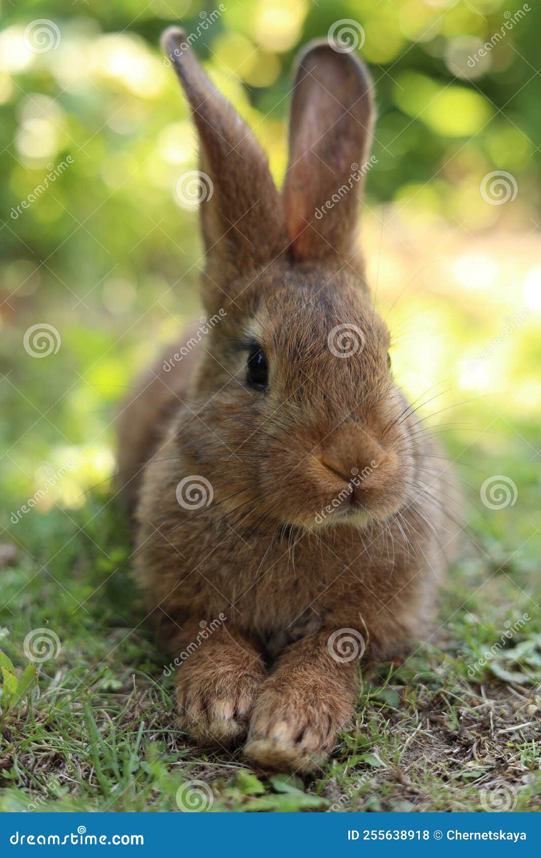 Cute Fluffy Rabbit on Green Grass Outdoors Stock Photo - Image of ...